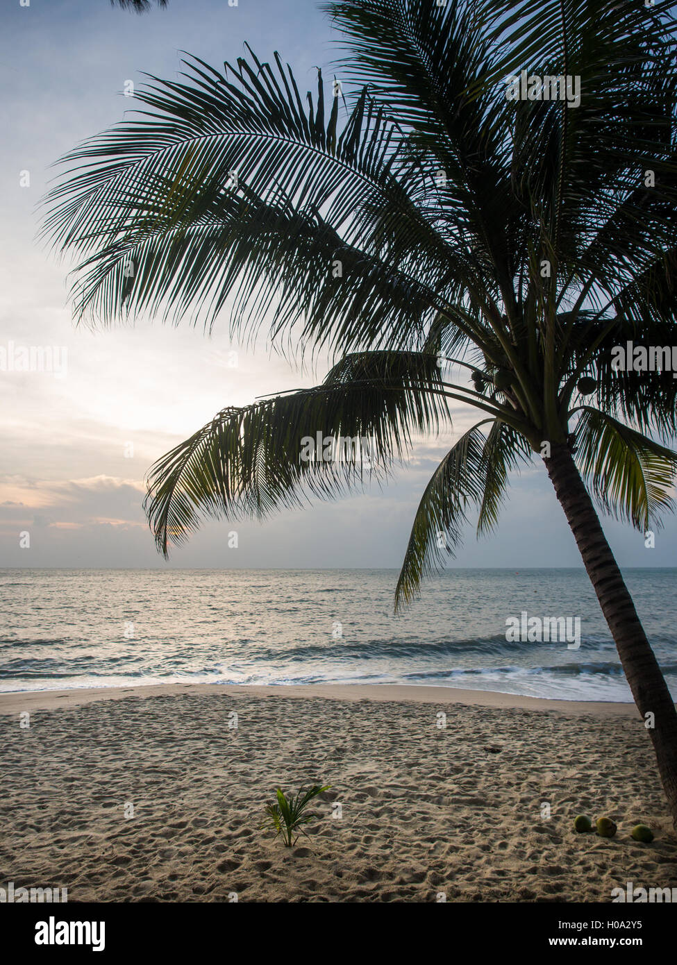 Amazing Tropical beach with coconut trees Stock Photo - Alamy