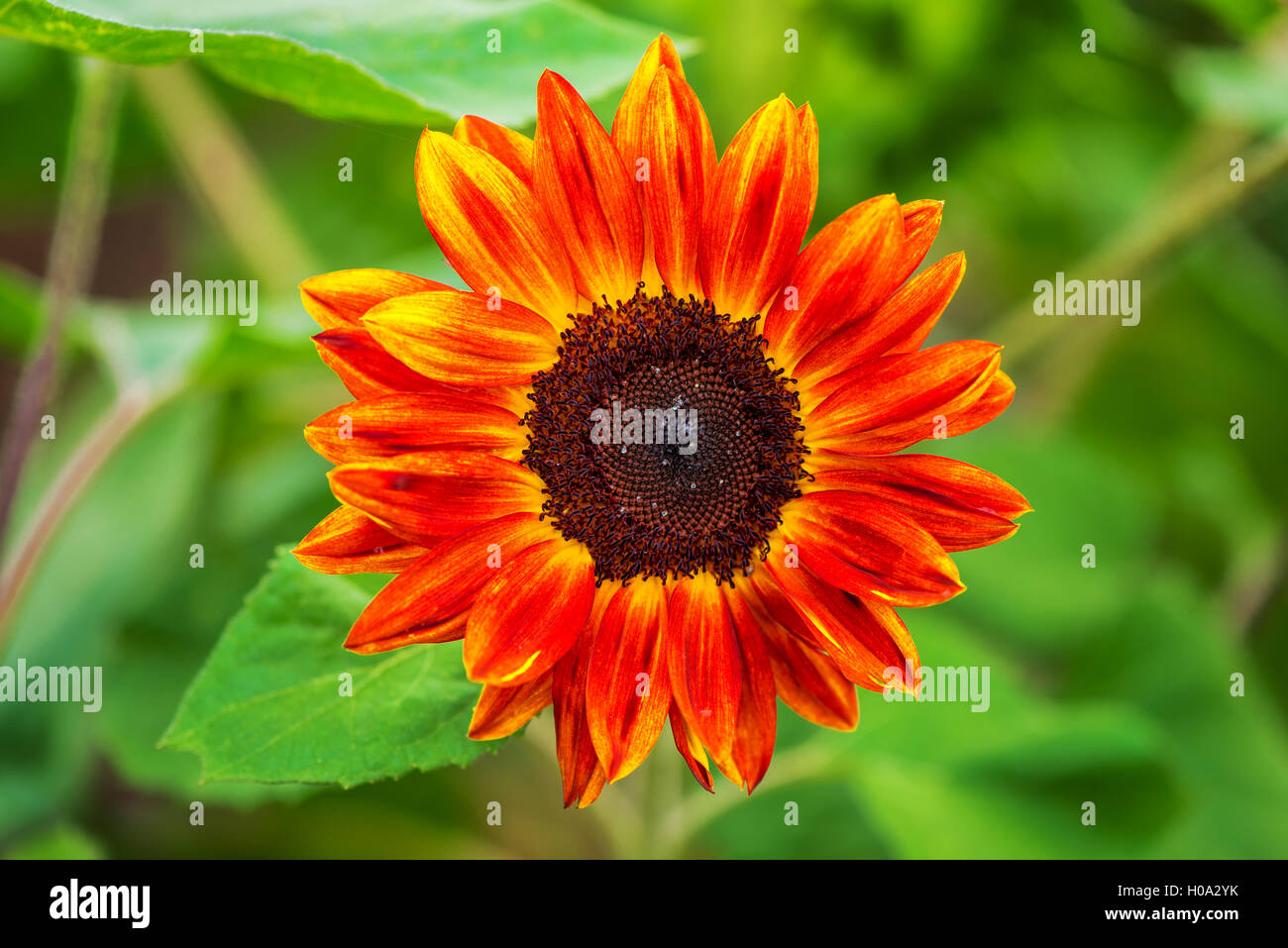 Red sunflowers hi-res stock photography and images - Alamy