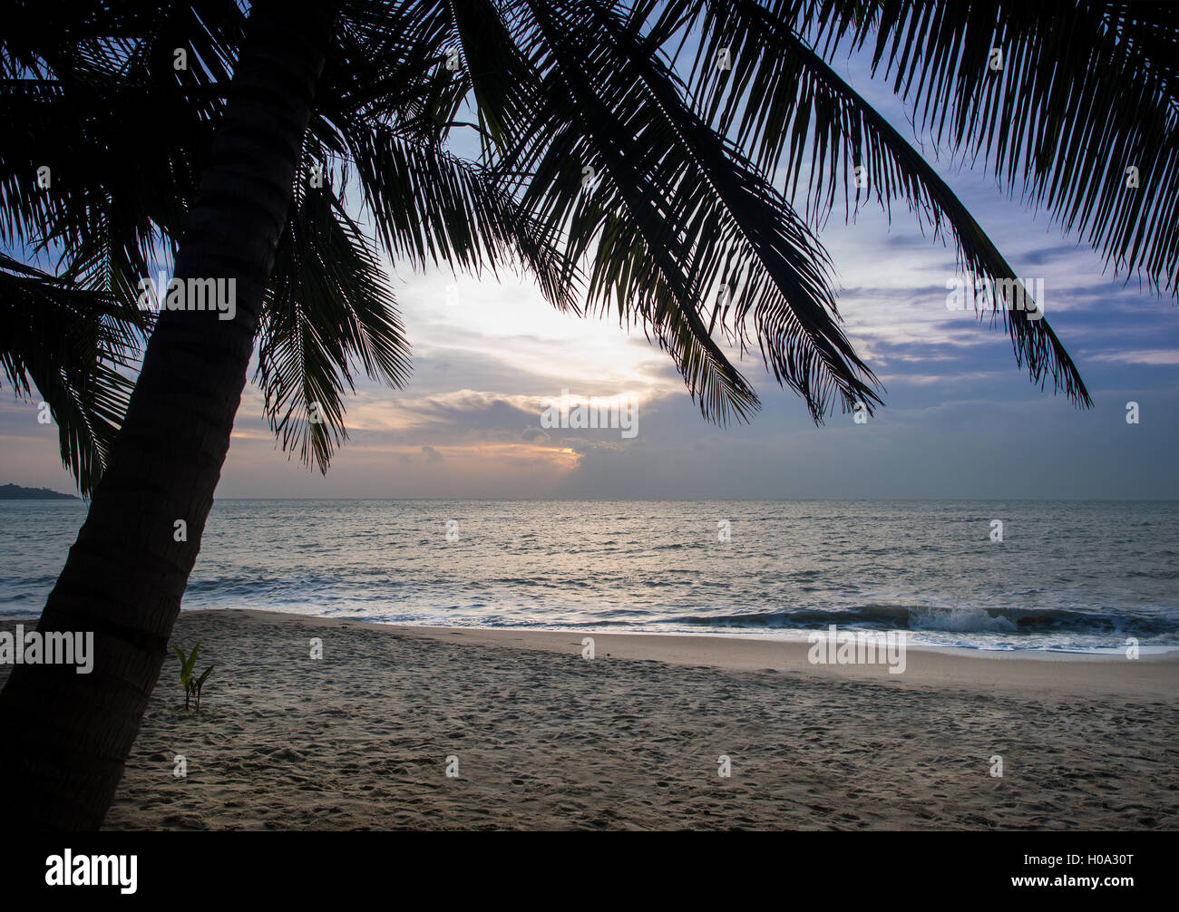 Amazing Tropical beach with coconut trees Stock Photo - Alamy