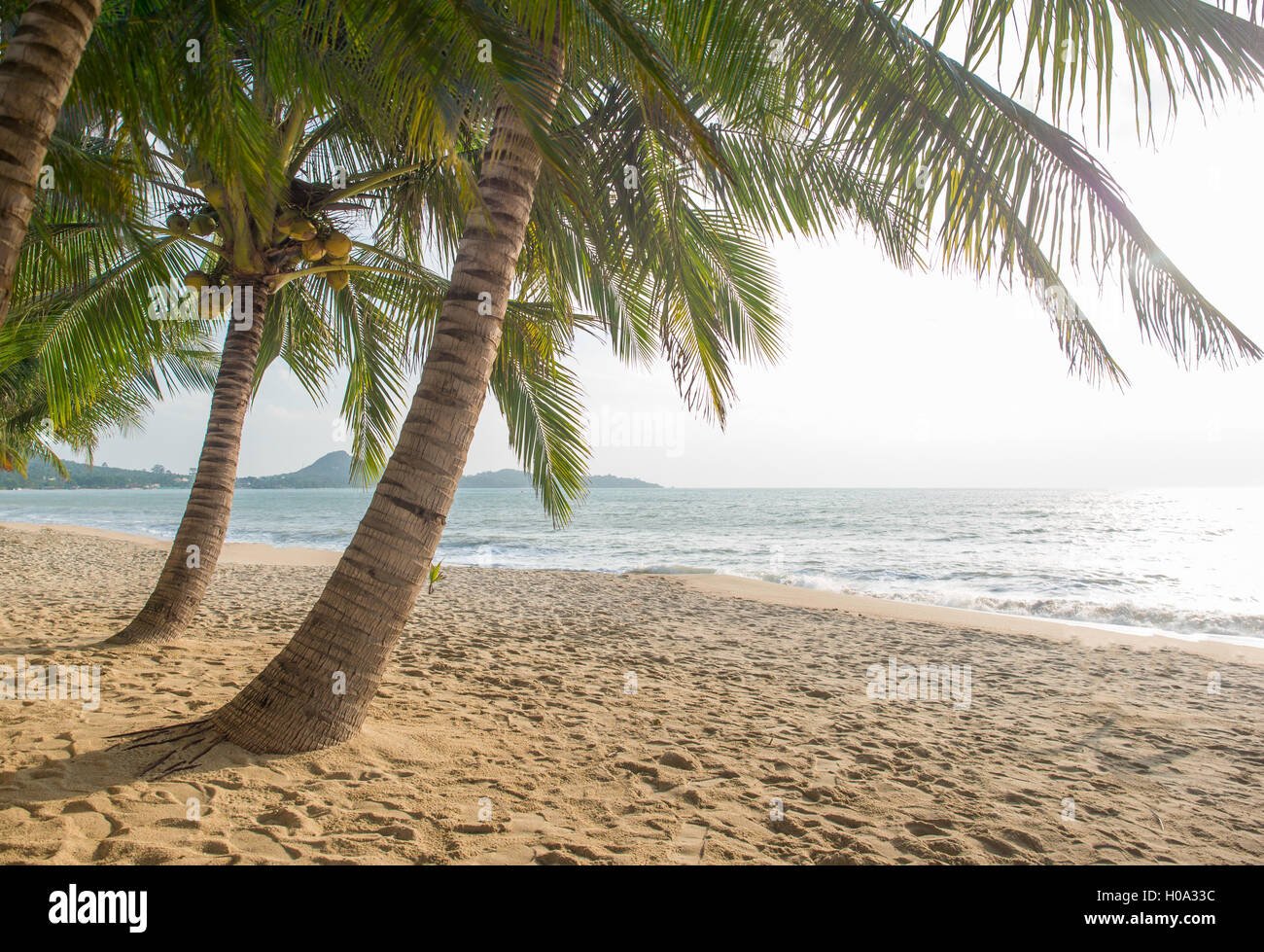 Amazing Tropical beach with coconut trees Stock Photo - Alamy