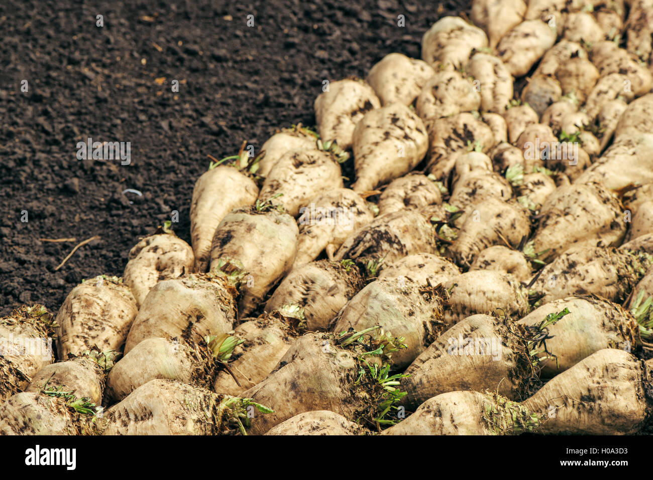 Harvested sugar beet crop root pile on the ground, selective focus ...