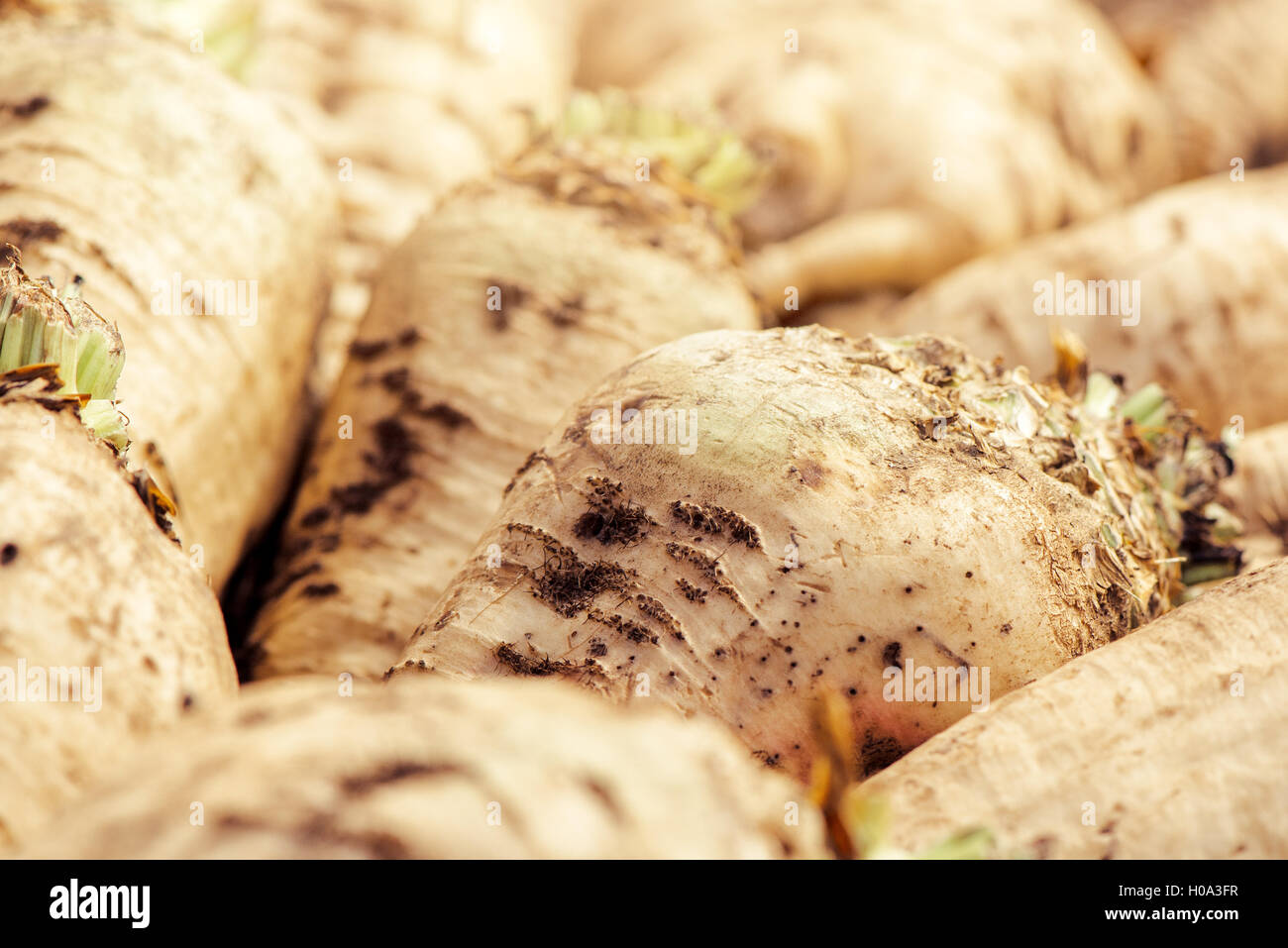 Harvested sugar beet crop root pile on the ground, selective focus ...