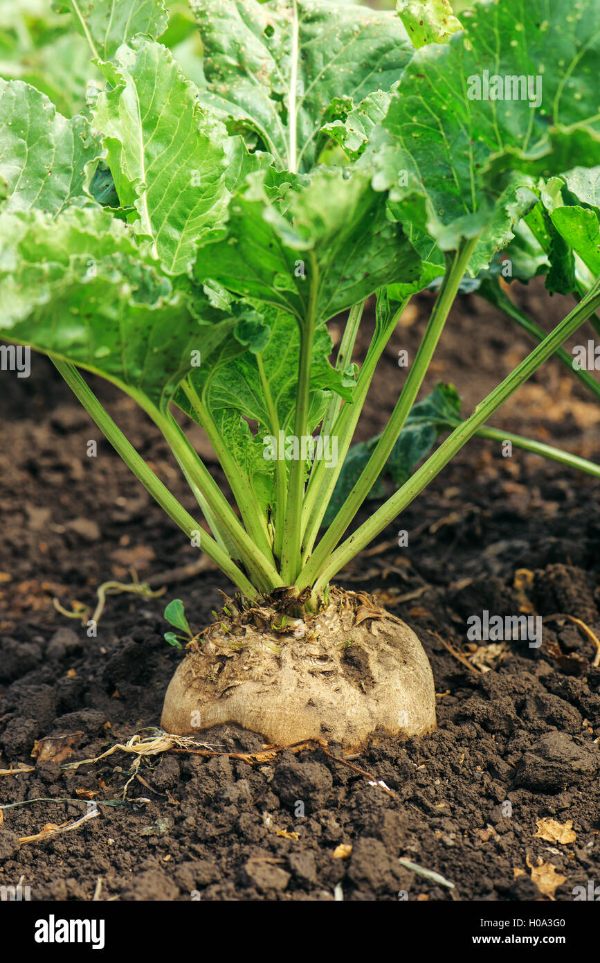 Beet root, soil hi-res stock photography and images - Alamy