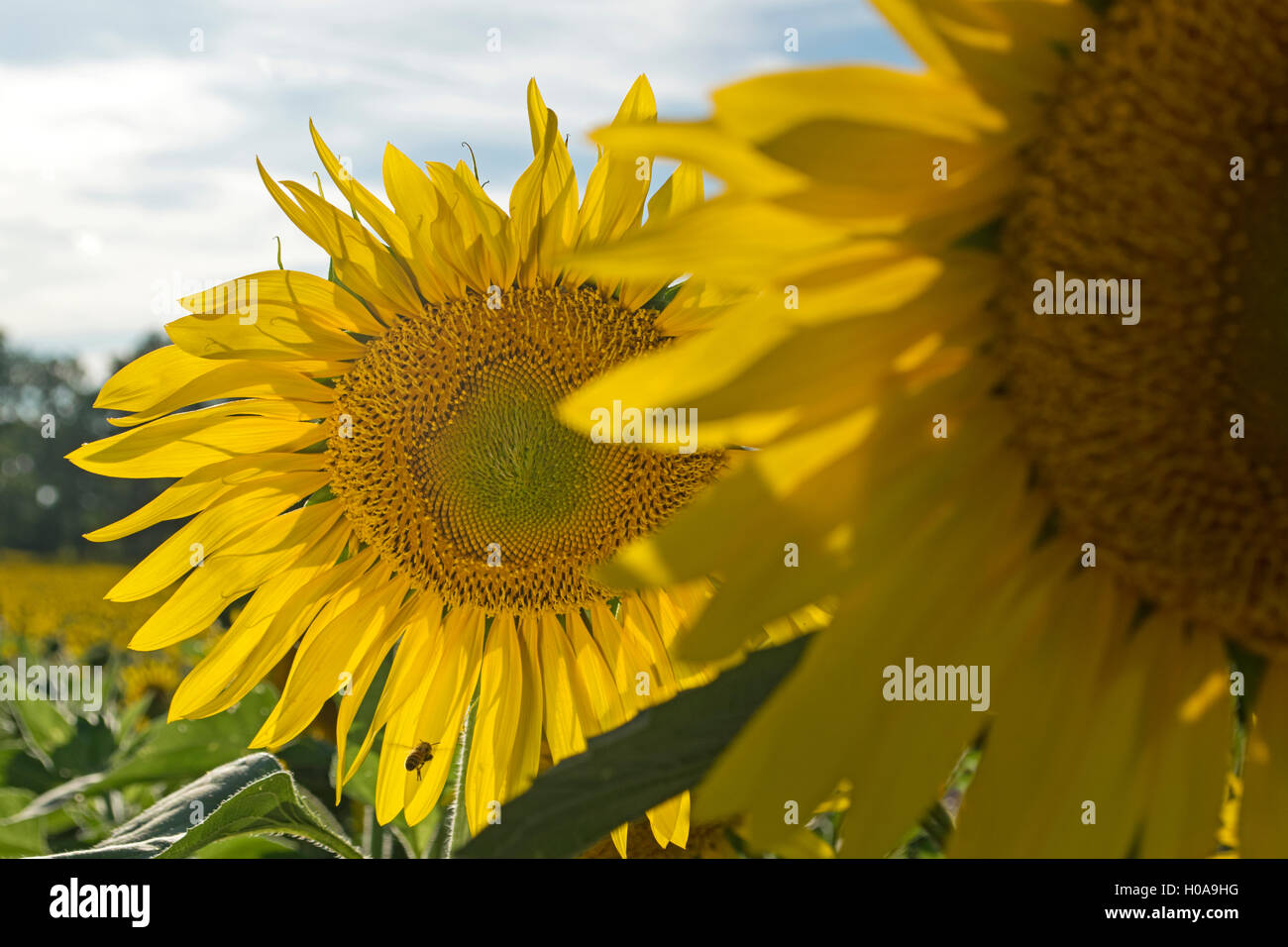 Sunflowers Backlit by the Sun Stock Photo - Alamy