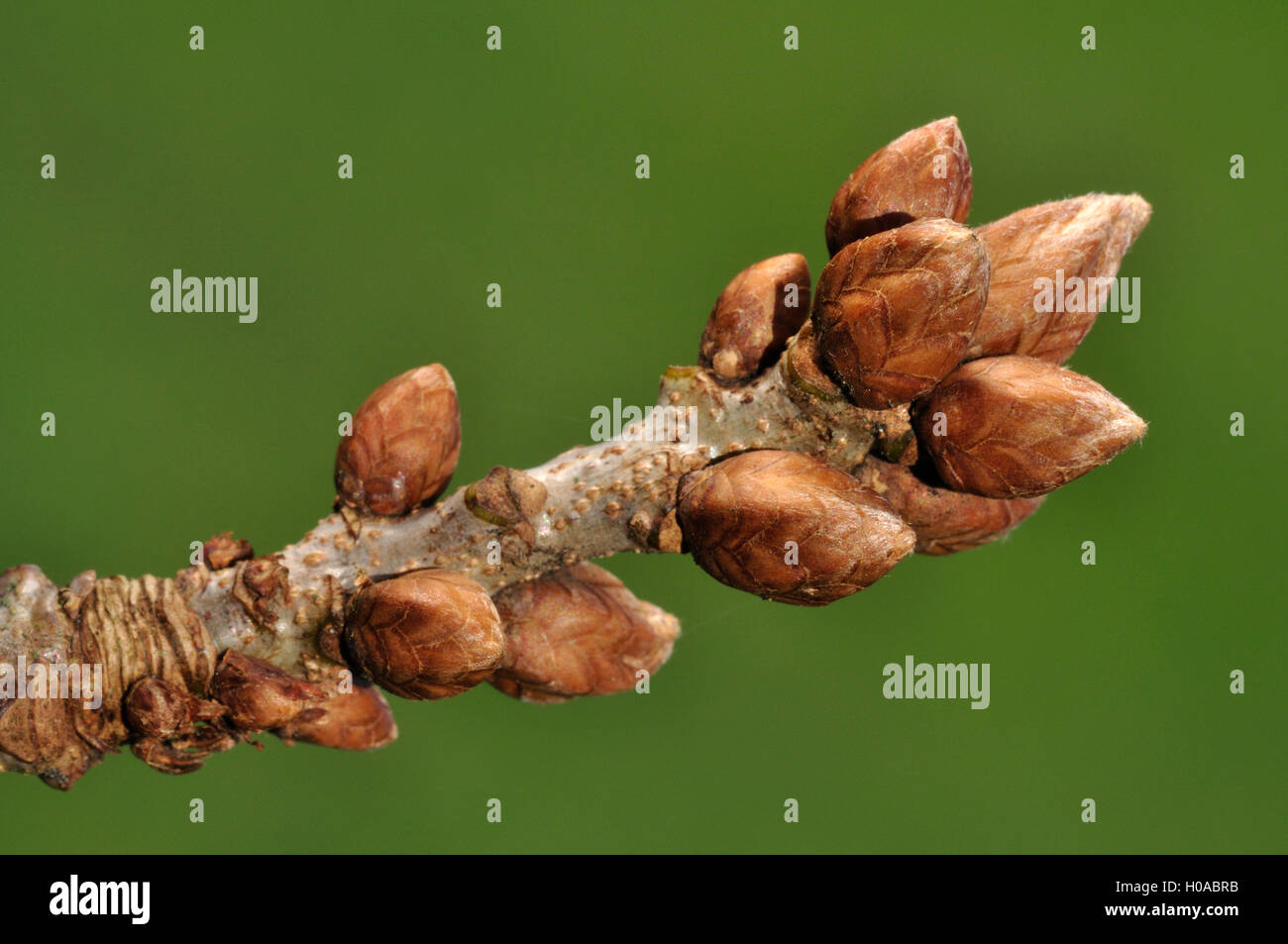 English oak tree in winter hi-res stock photography and images - Alamy
