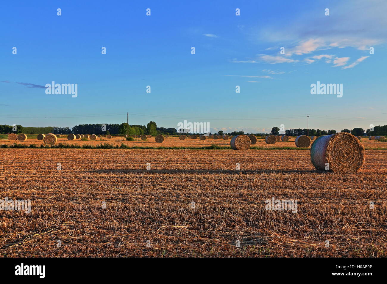 Hay bales field Stock Photo - Alamy