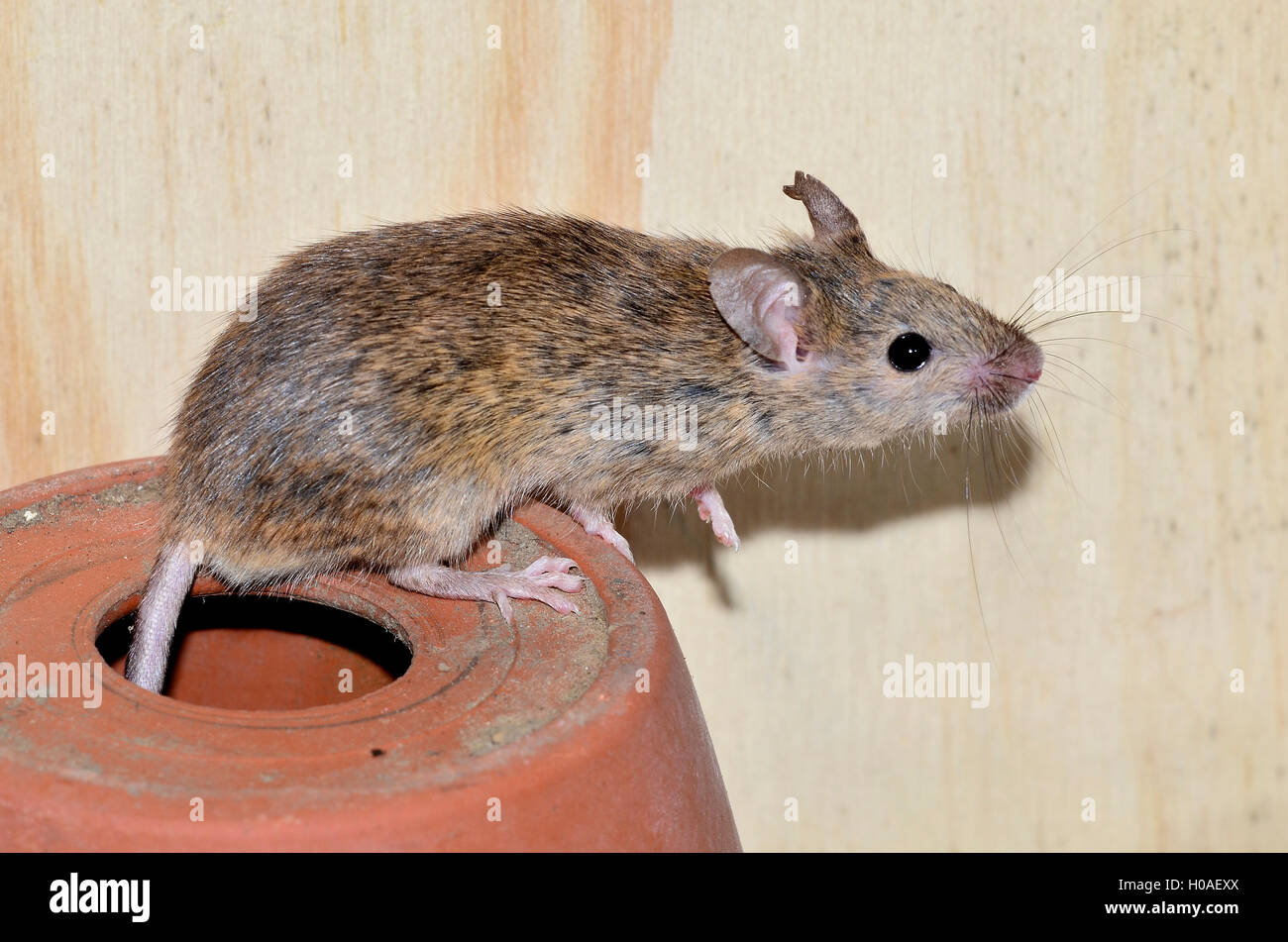 Rodent house hi-res stock photography and images - Alamy