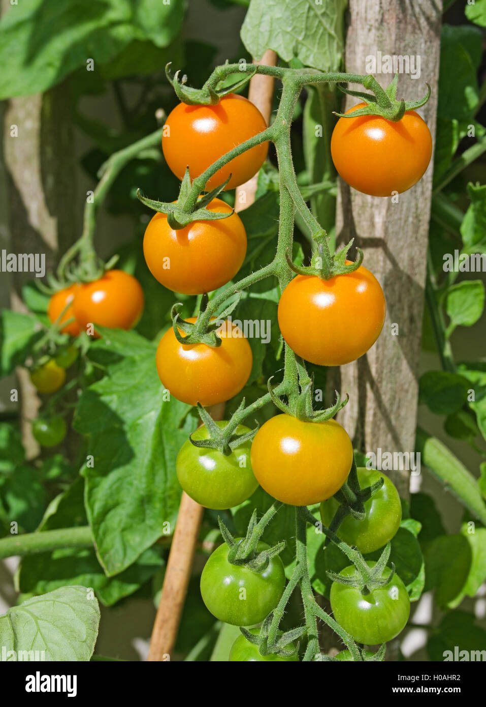 Close up of truss of orange Sungold cherry tomatoes ripening on the ...