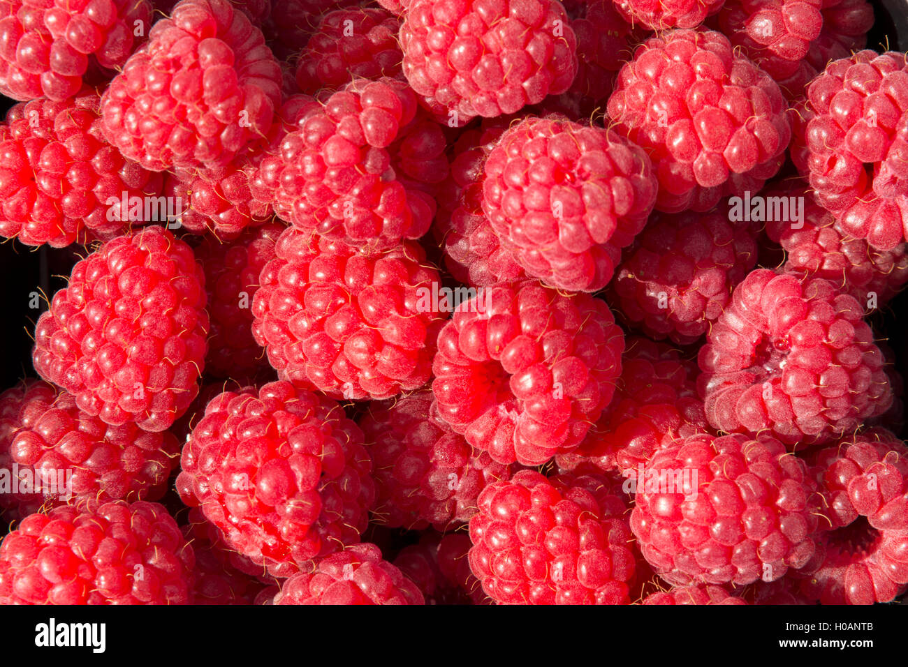closeup of raspberries in Norway Stock Photo - Alamy