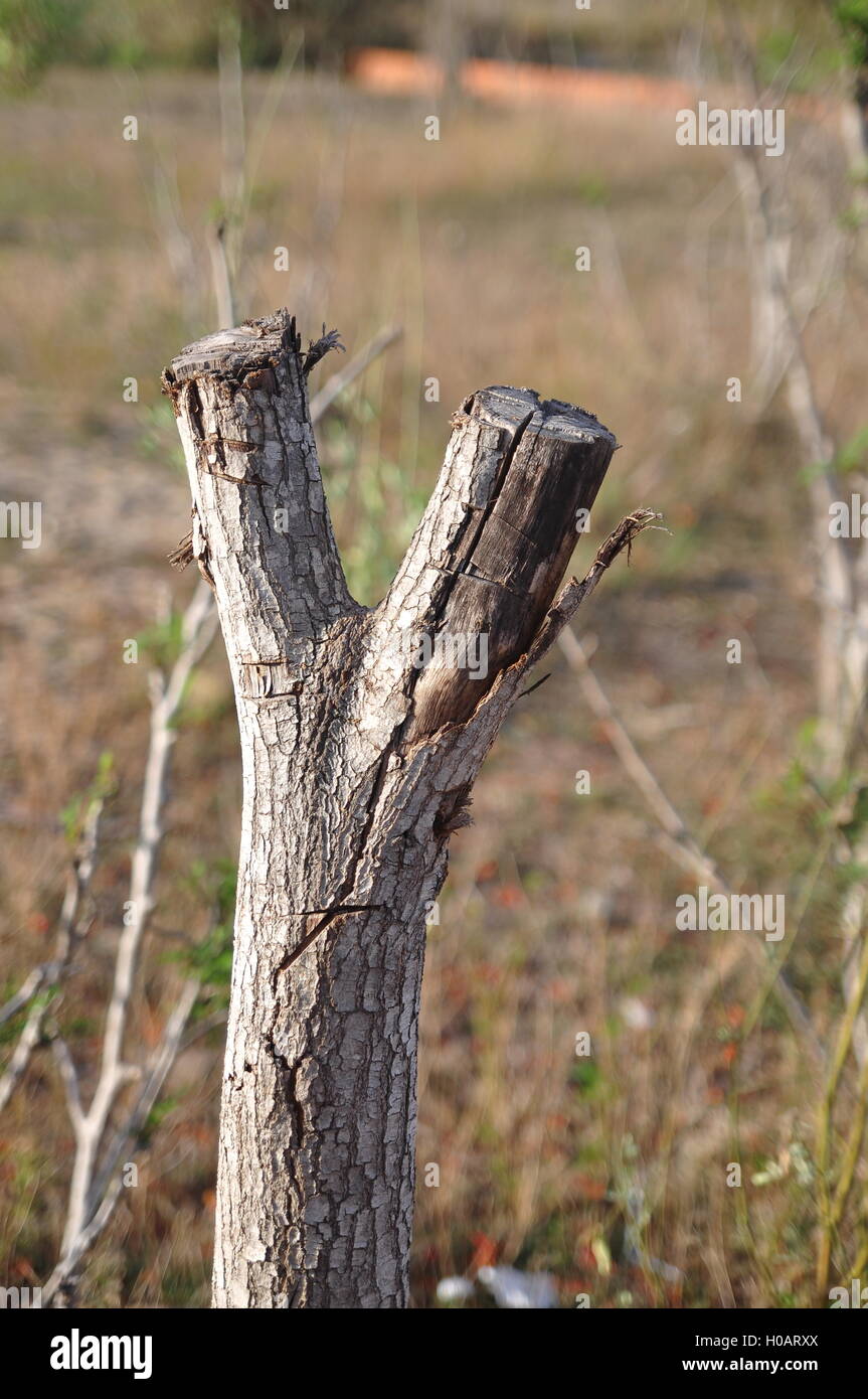 Dried victory tree Stock Photo - Alamy