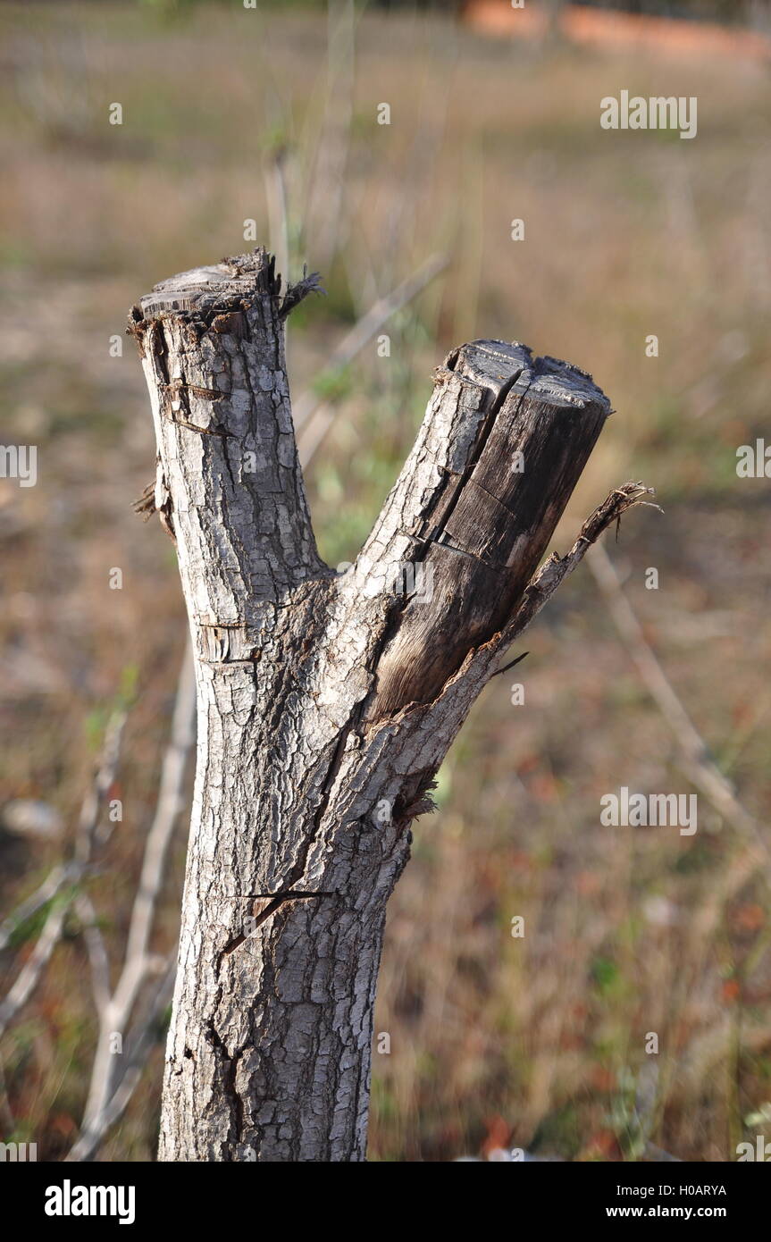 Fixed tree branch hi-res stock photography and images - Alamy