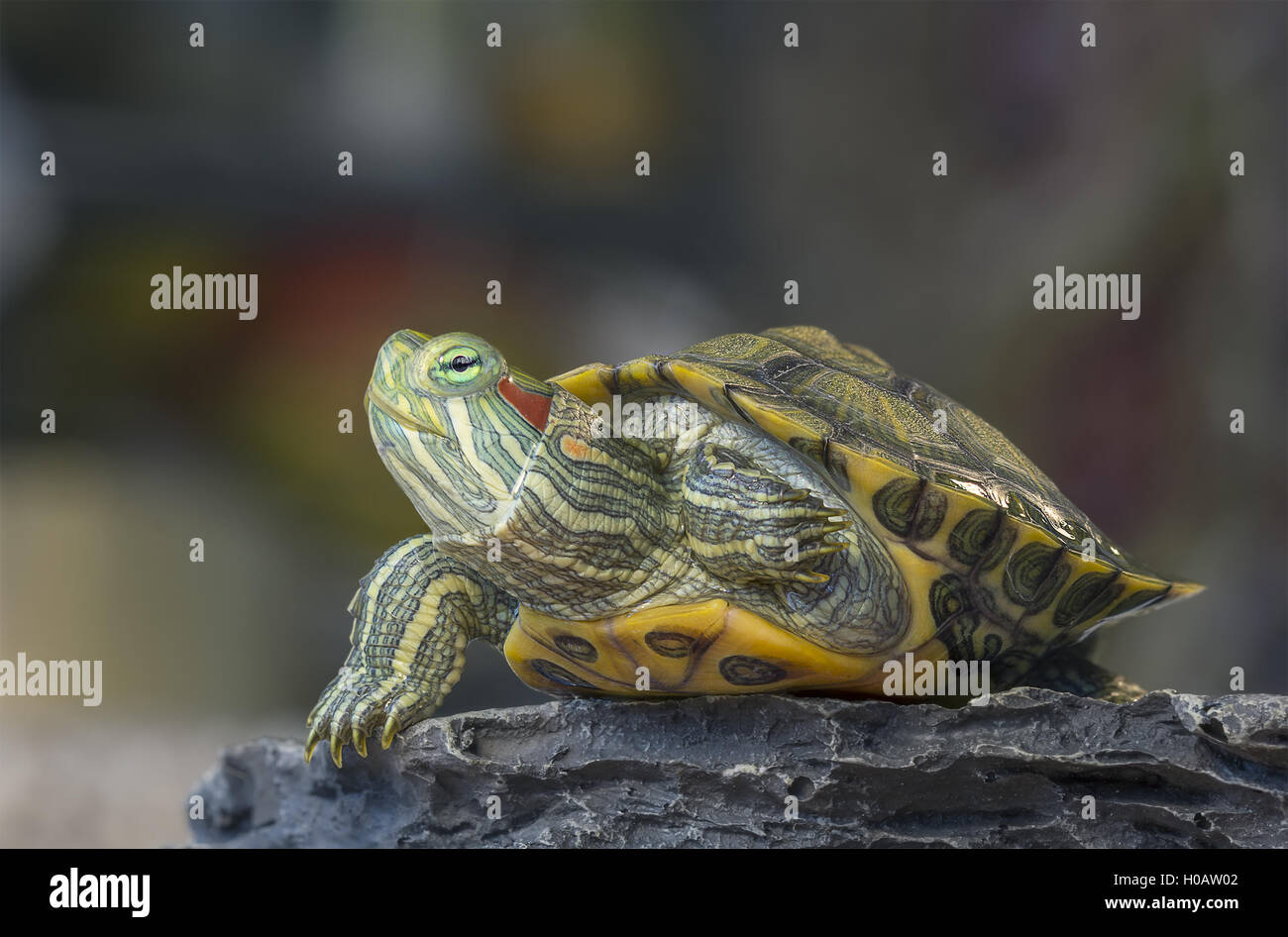 Little turtle red hi-res stock photography and images - Alamy