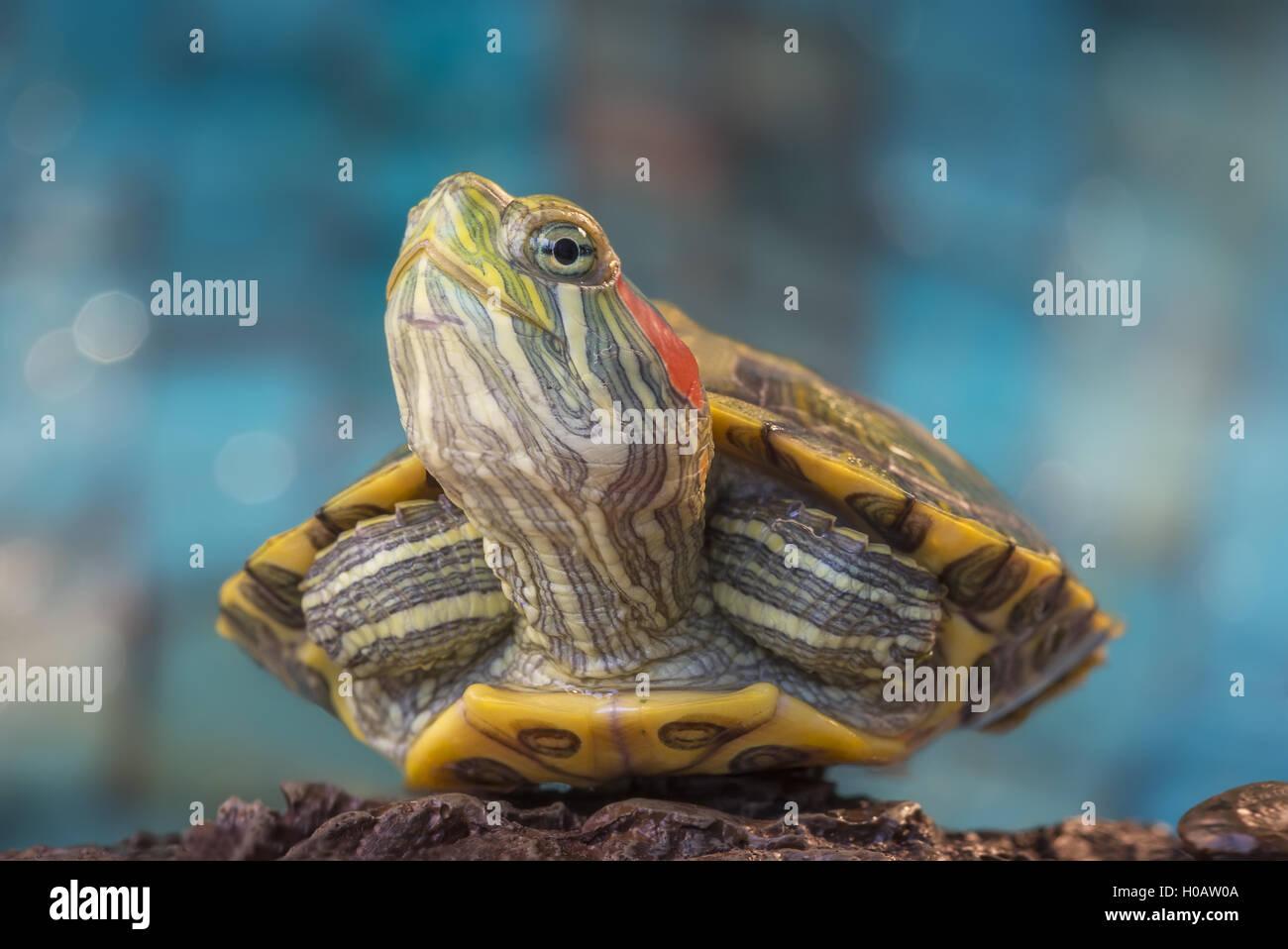 Little red-eared turtle on a rock Stock Photo - Alamy