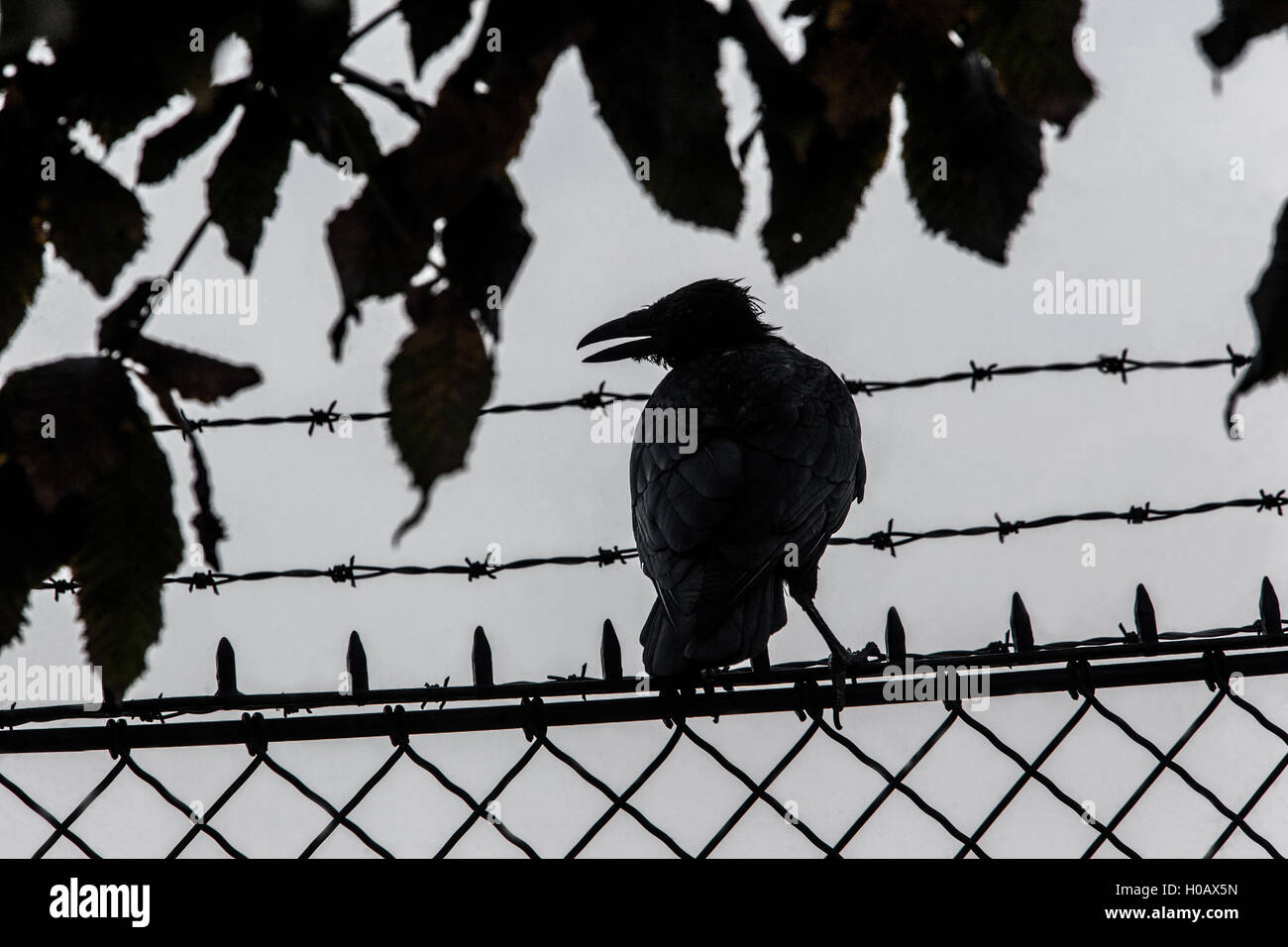 Urban bird, silhouette of black crow sitting on the fence, Vienna ...
