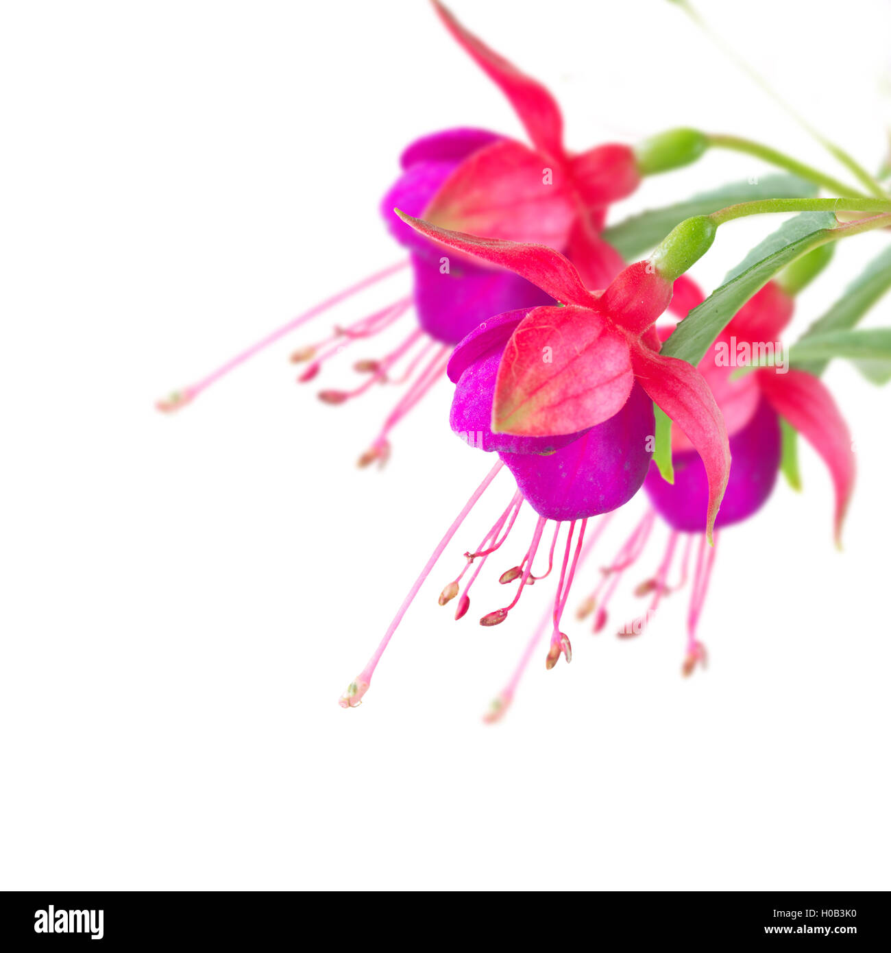 Fuchsia flower on white Stock Photo - Alamy