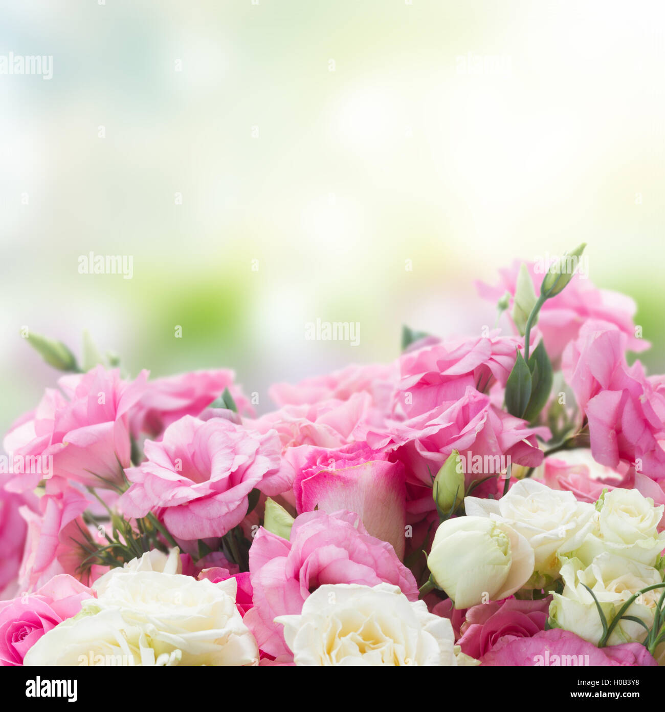 bouquet of fresh roses Stock Photo - Alamy