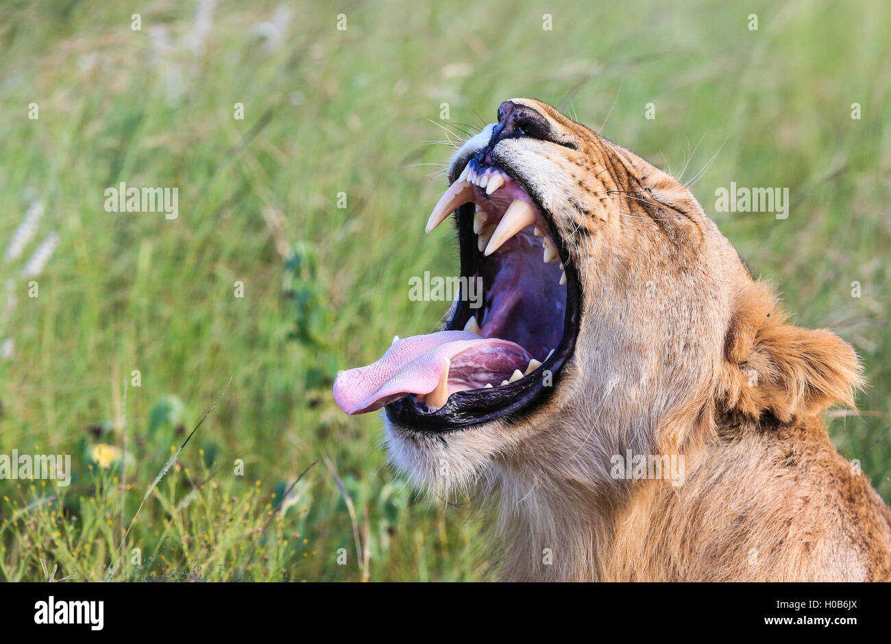 Close up of a Lioness showing her teeth at The Kruger National Park ...