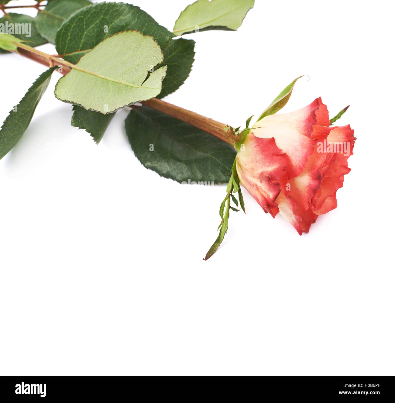 Single red rose isolated lying over the white surface Stock Photo - Alamy