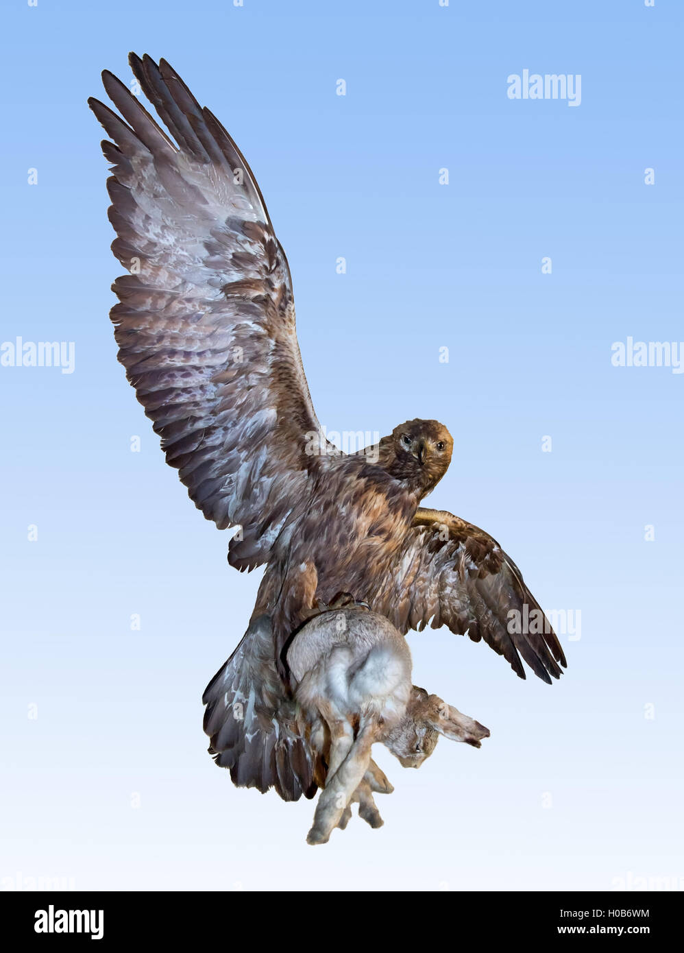 Flying predator carries prey Stock Photo - Alamy