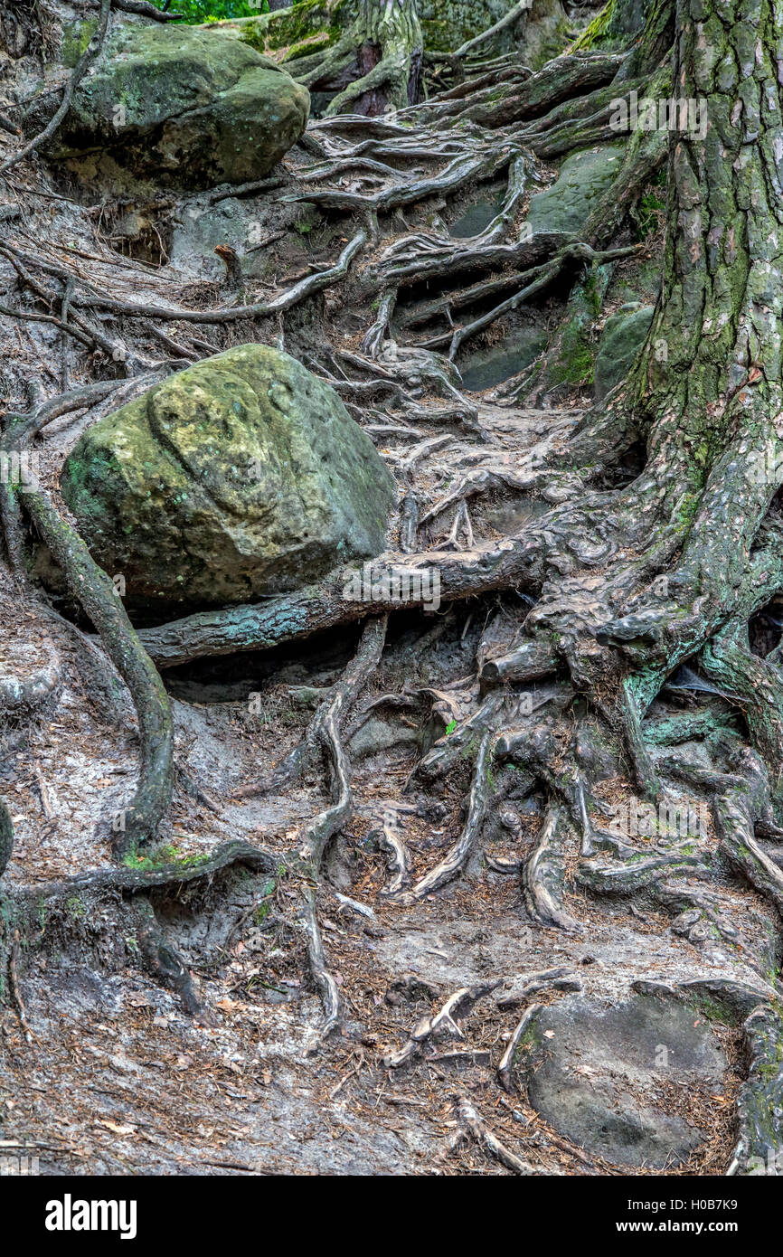 A mysterious tangled tree roots Stock Photo - Alamy