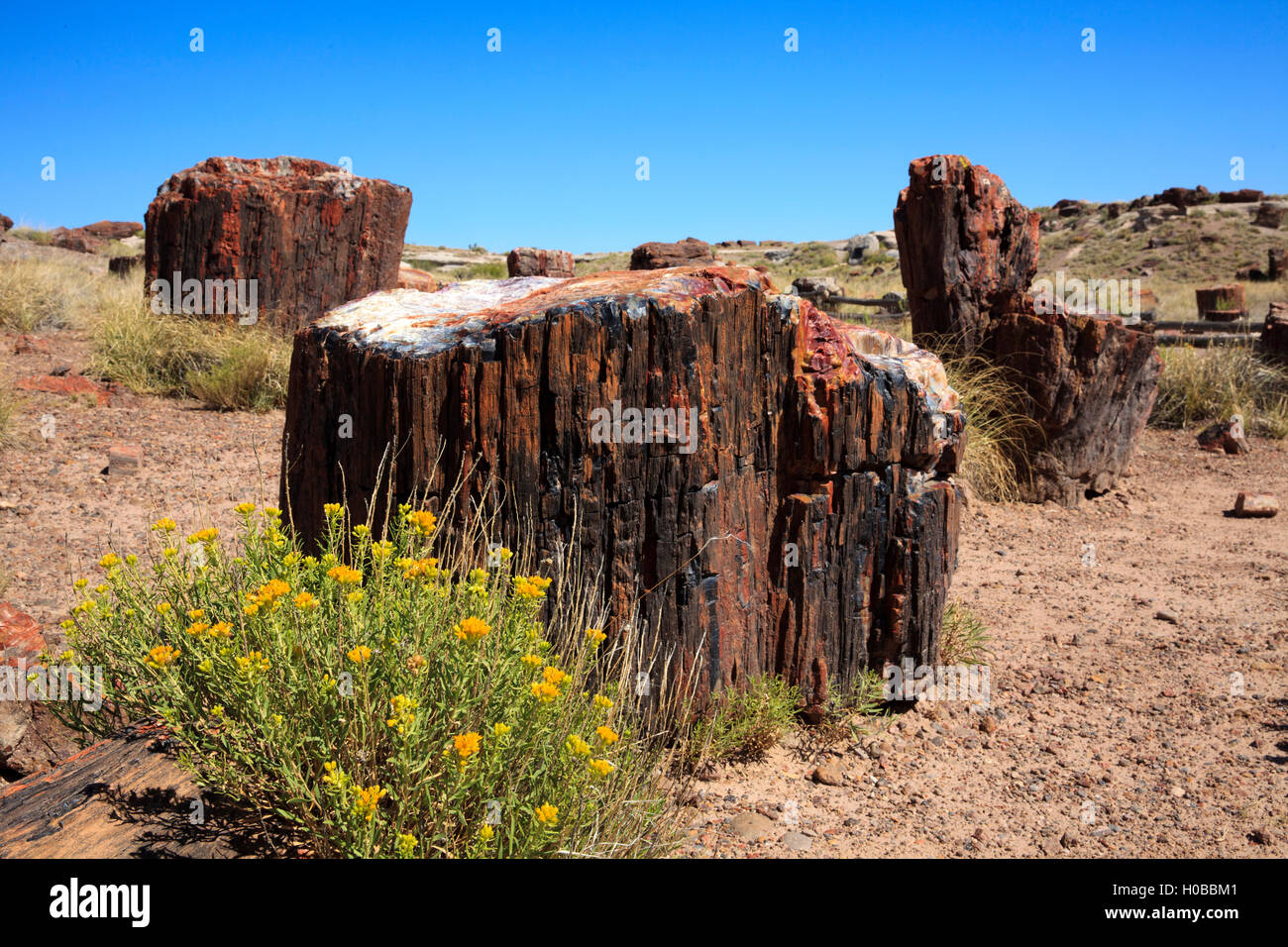 Petrified Forest National Park, Arizona, USA Stock Photo - Alamy