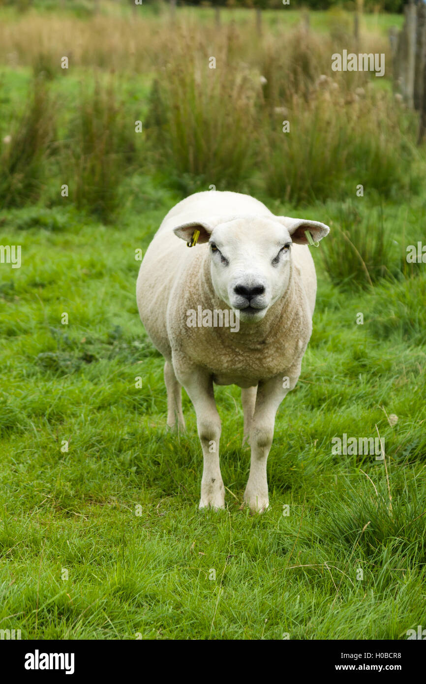 Texel a breed of domestic sheep originally from the island of Texel off ...