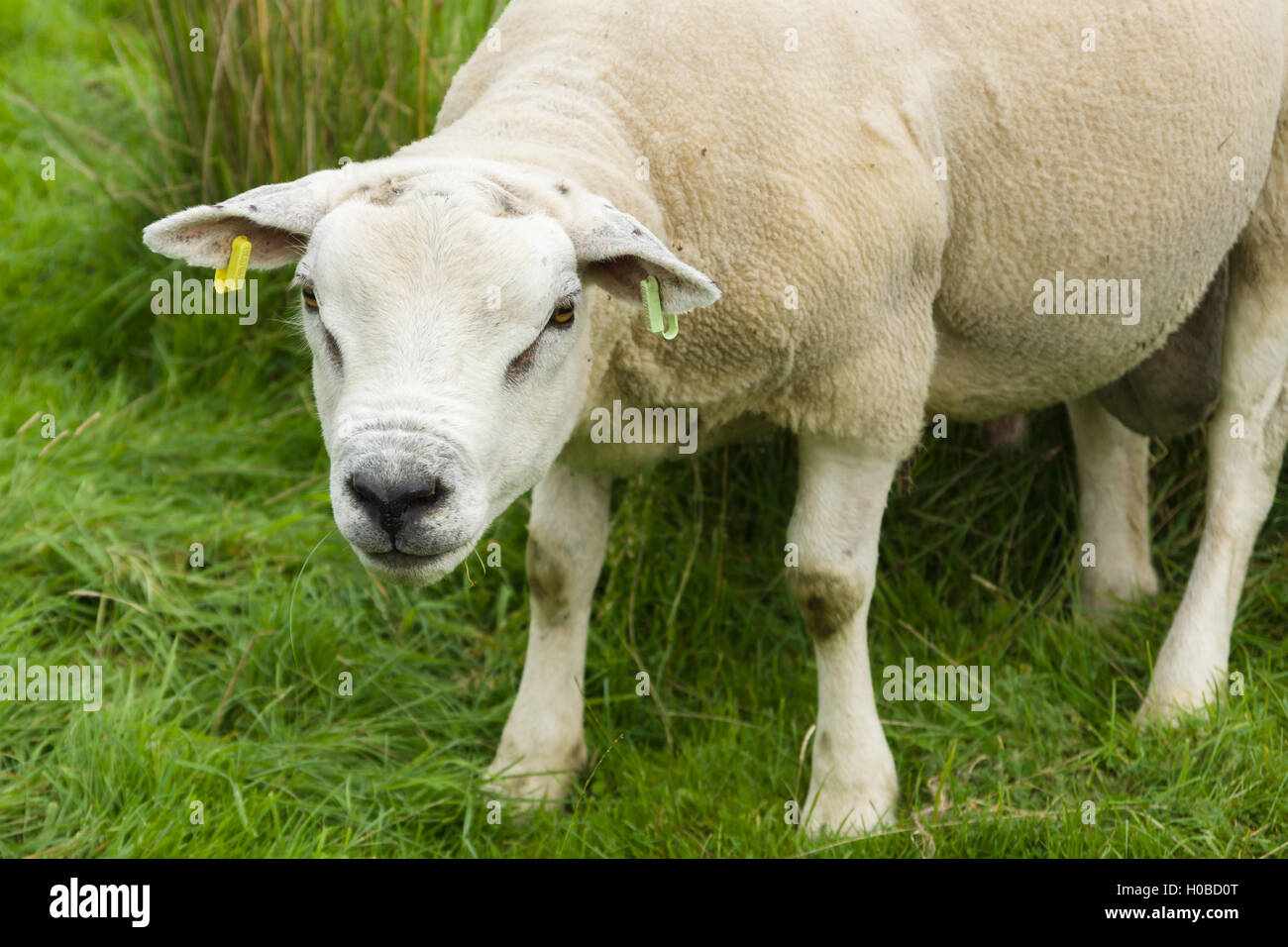 Texel a breed of domestic sheep originally from the island of Texel off ...
