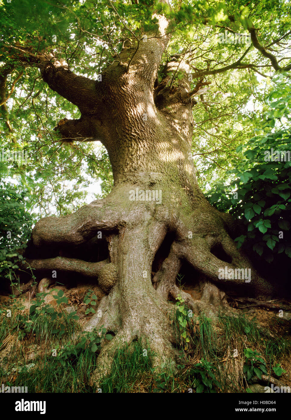 Looking into the branches of an oak tree growing in the bank of a ...