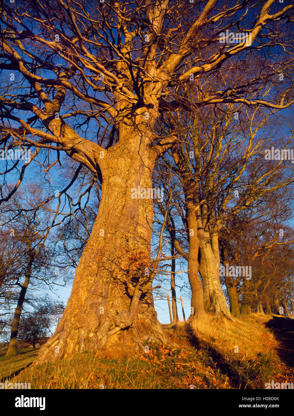 Three mature beech trees, Fagus sylvatica, richly lit by late sunshine ...