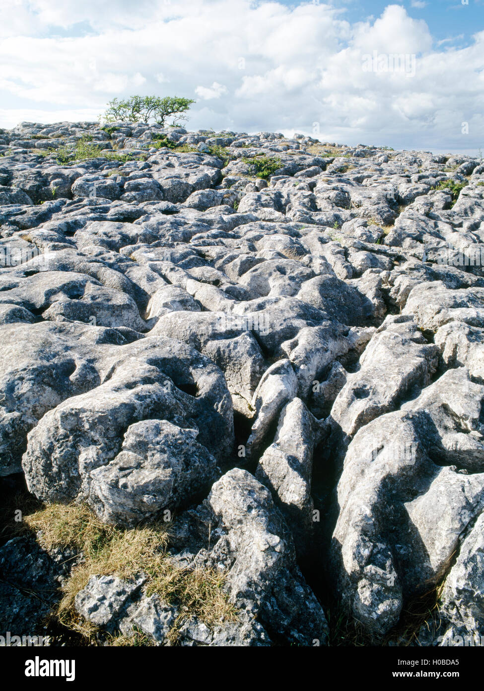 Bryn Alyn limestone pavement, near Ruthin, Denbighshire, North Wales ...