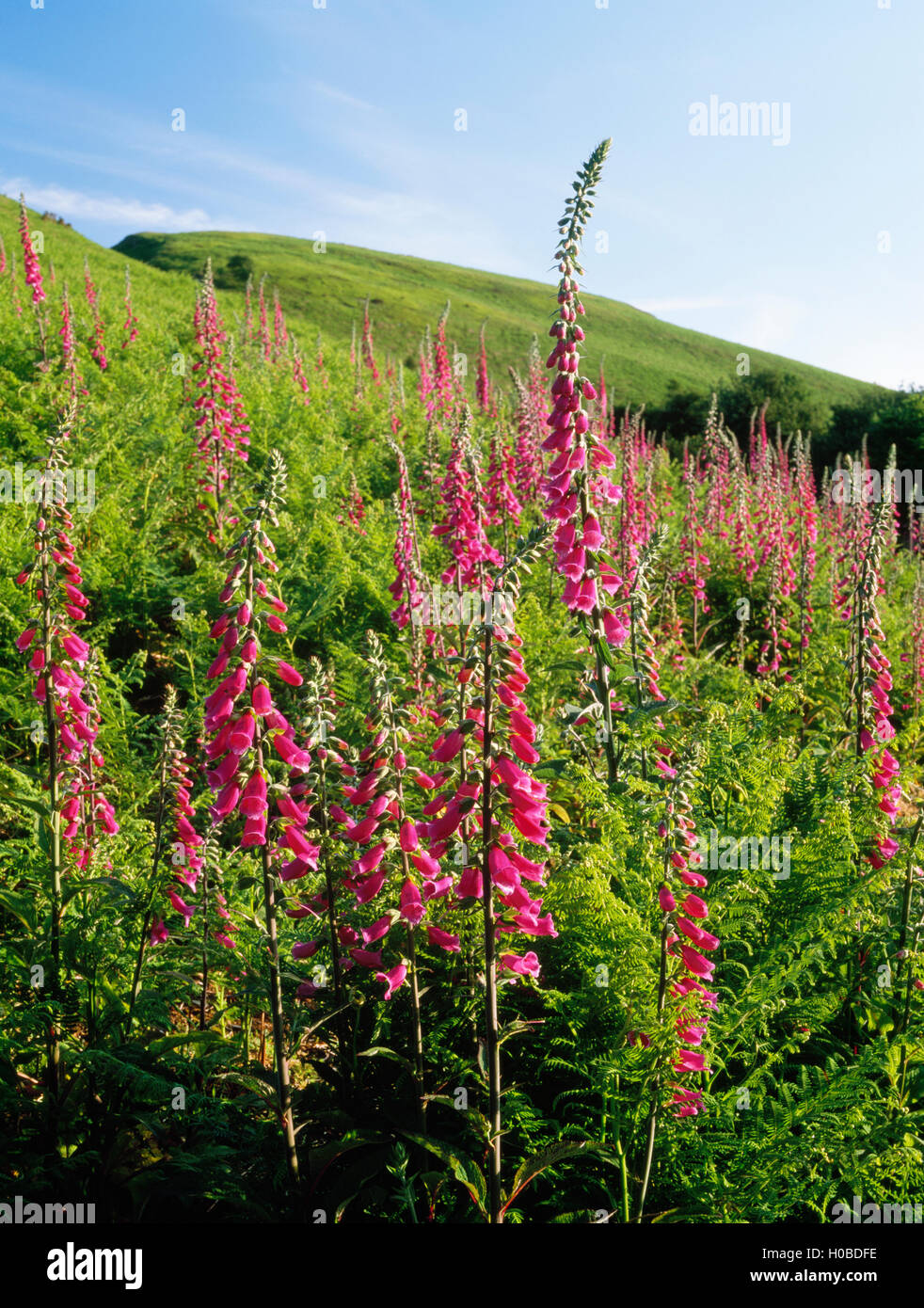 Group Of Foxgloves High Resolution Stock Photography and Images - Alamy