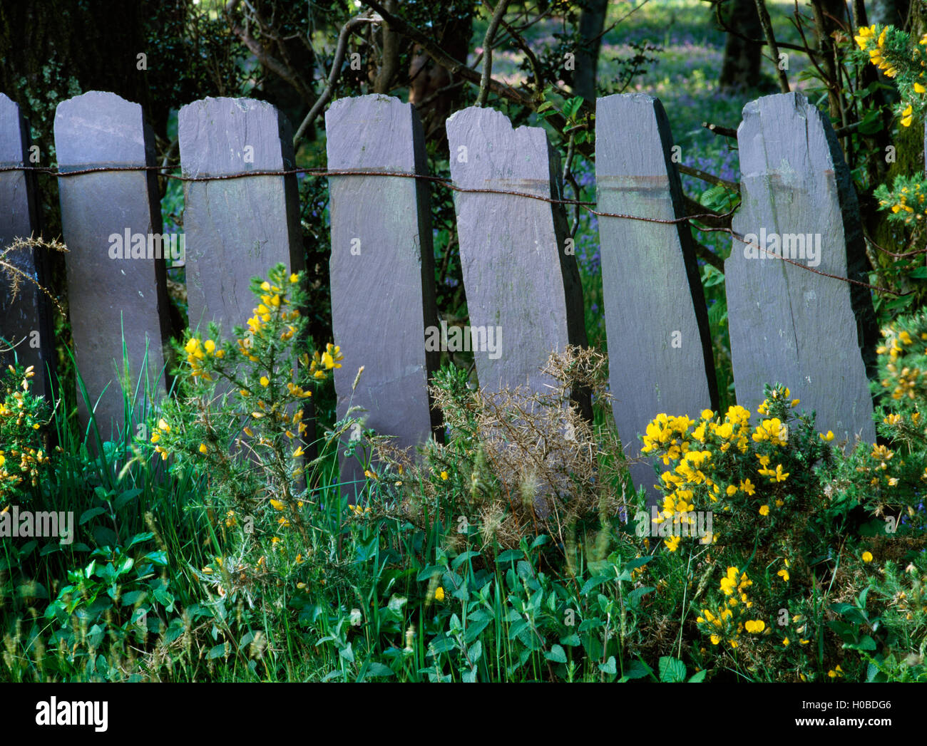 Traditional slate fence made from waste slabs or off cuts from the ...