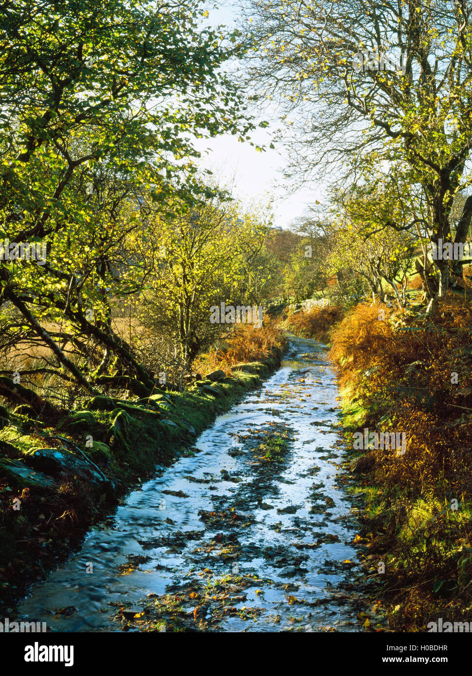 Rough farm track and footpath lined with hazel trees and running with ...