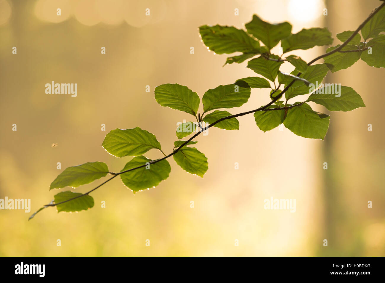 Beech tree branch and leaves Stock Photo - Alamy