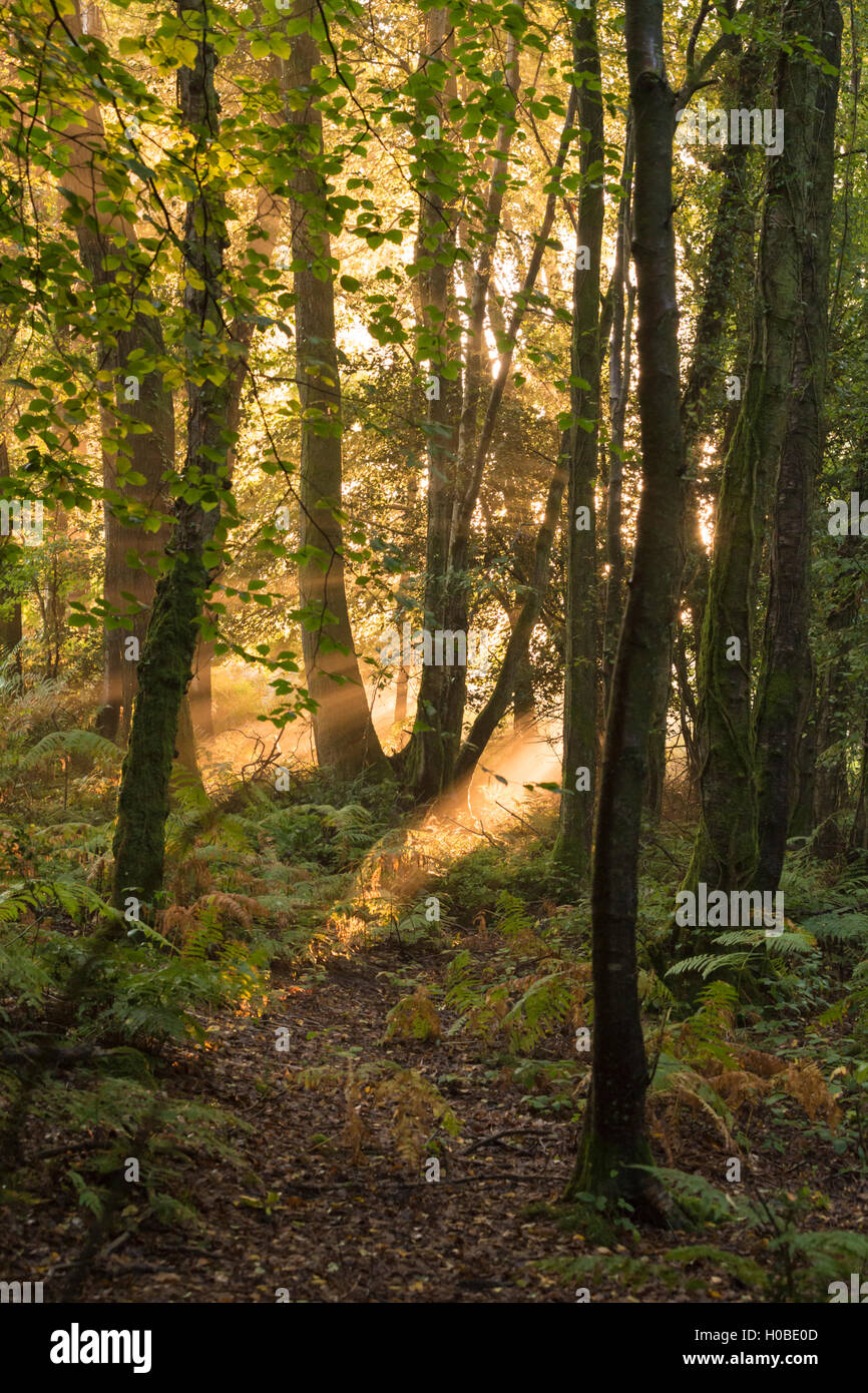 Shafts of sunlight illuminating a misty woodland Stock Photo - Alamy