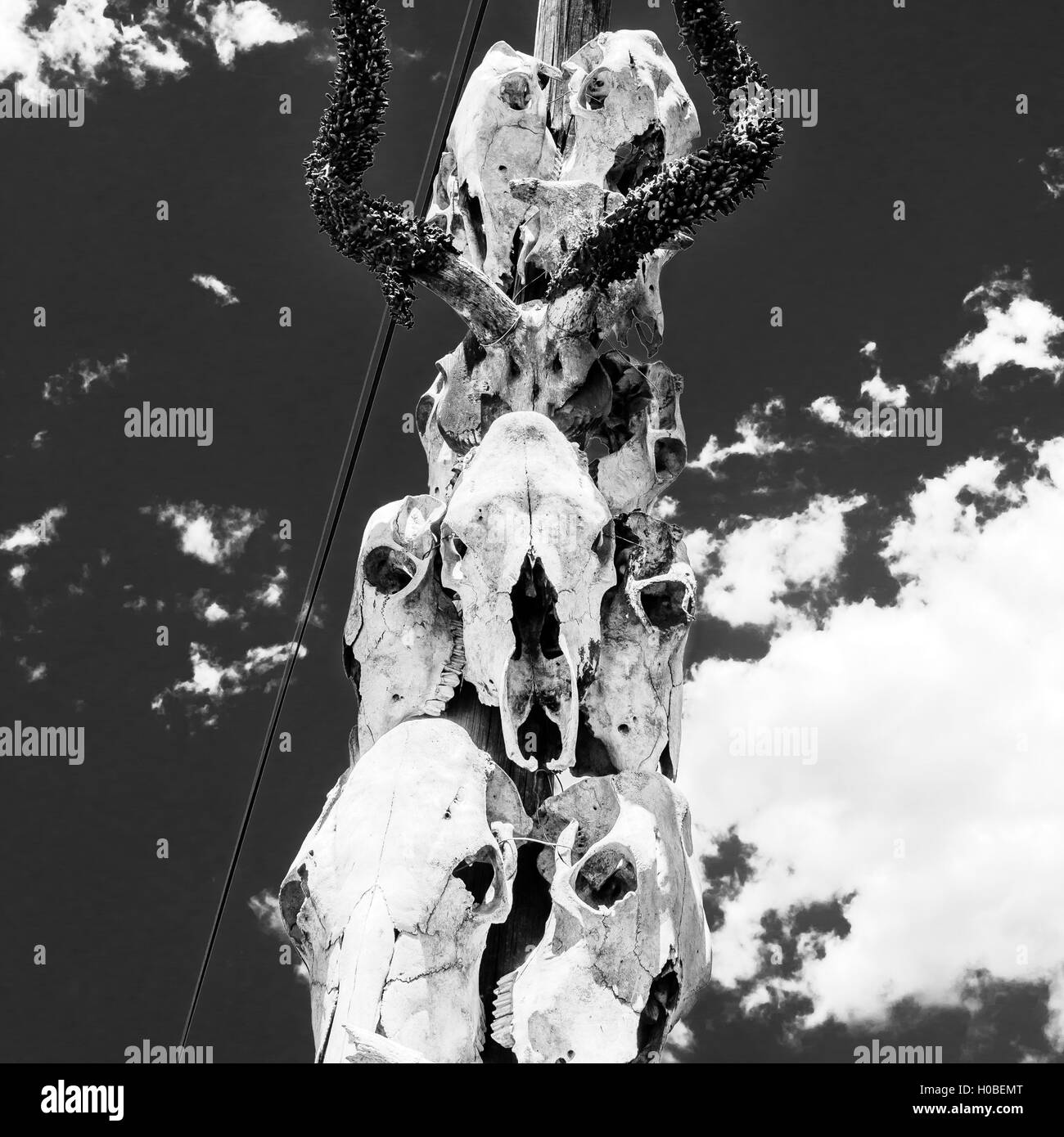 A black and white photo of animal skulls attached to a pole Stock Photo ...