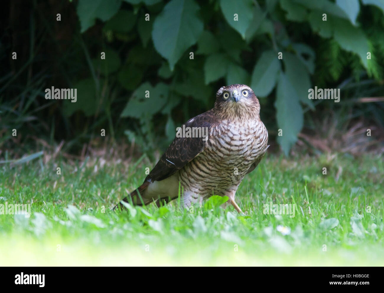 Photograph by © Jamie Callister. Sparrow Hawk hunting in back garden ...