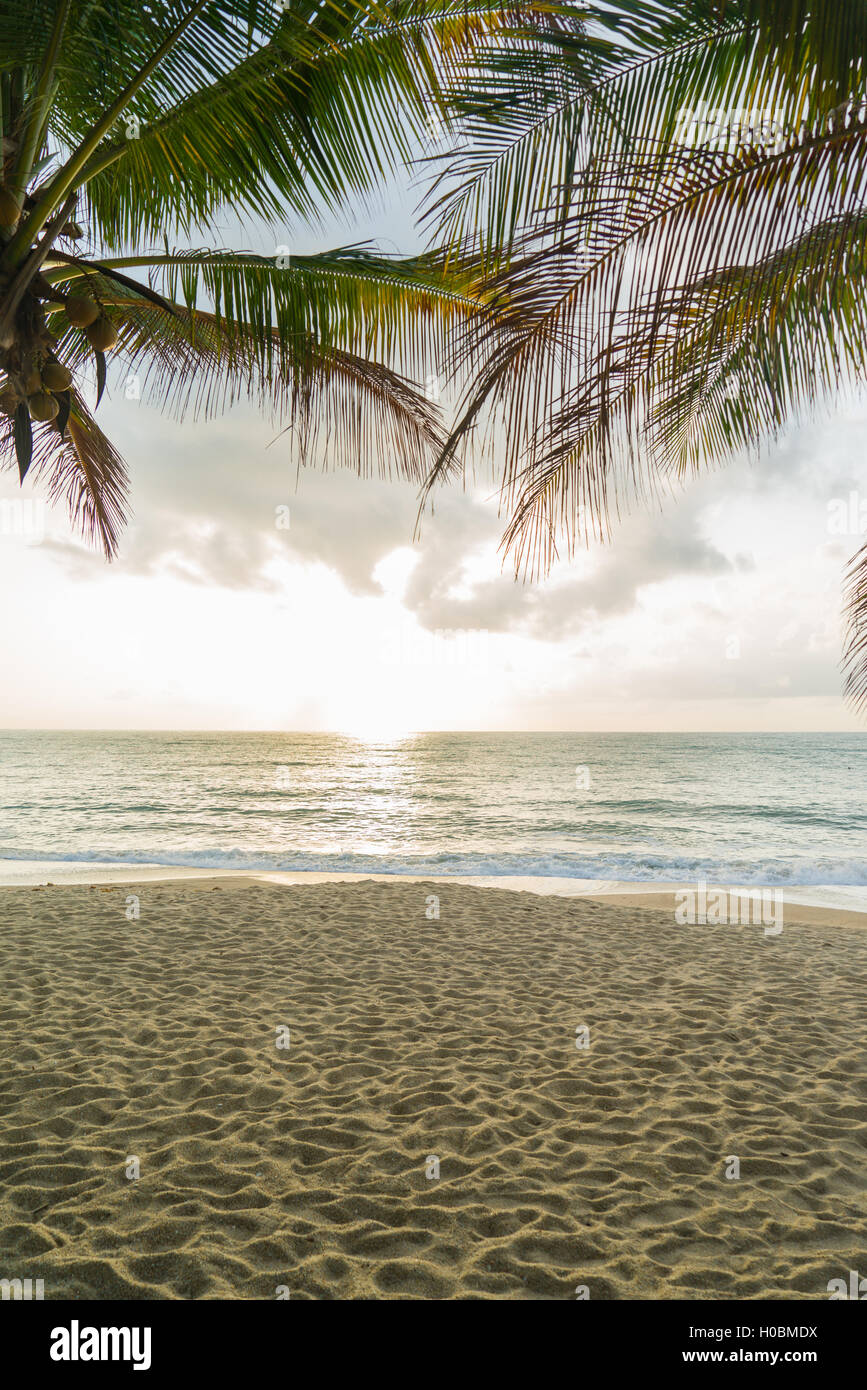 A Tropical beach with coconut trees Stock Photo - Alamy