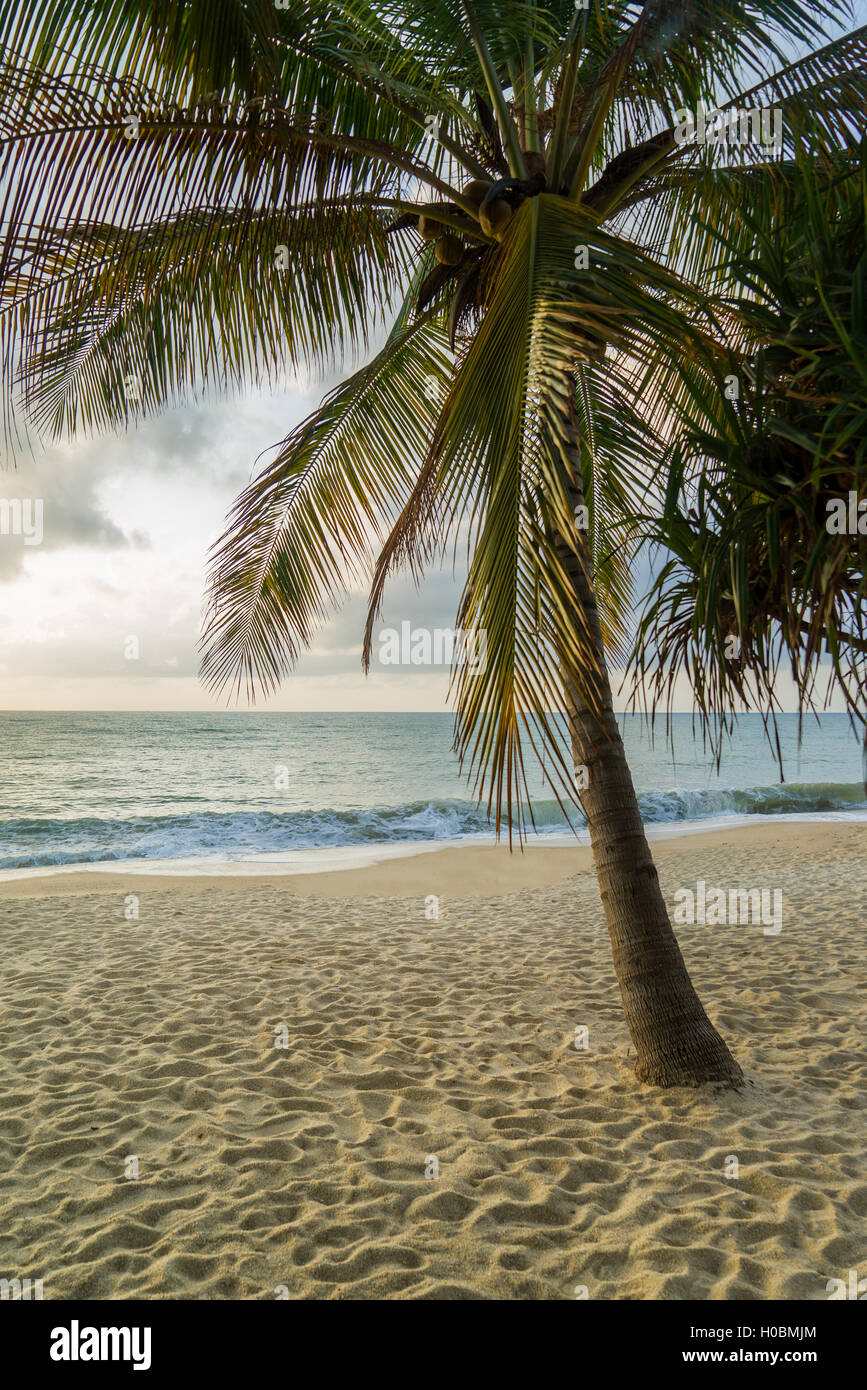 A Tropical beach with coconut trees Stock Photo - Alamy