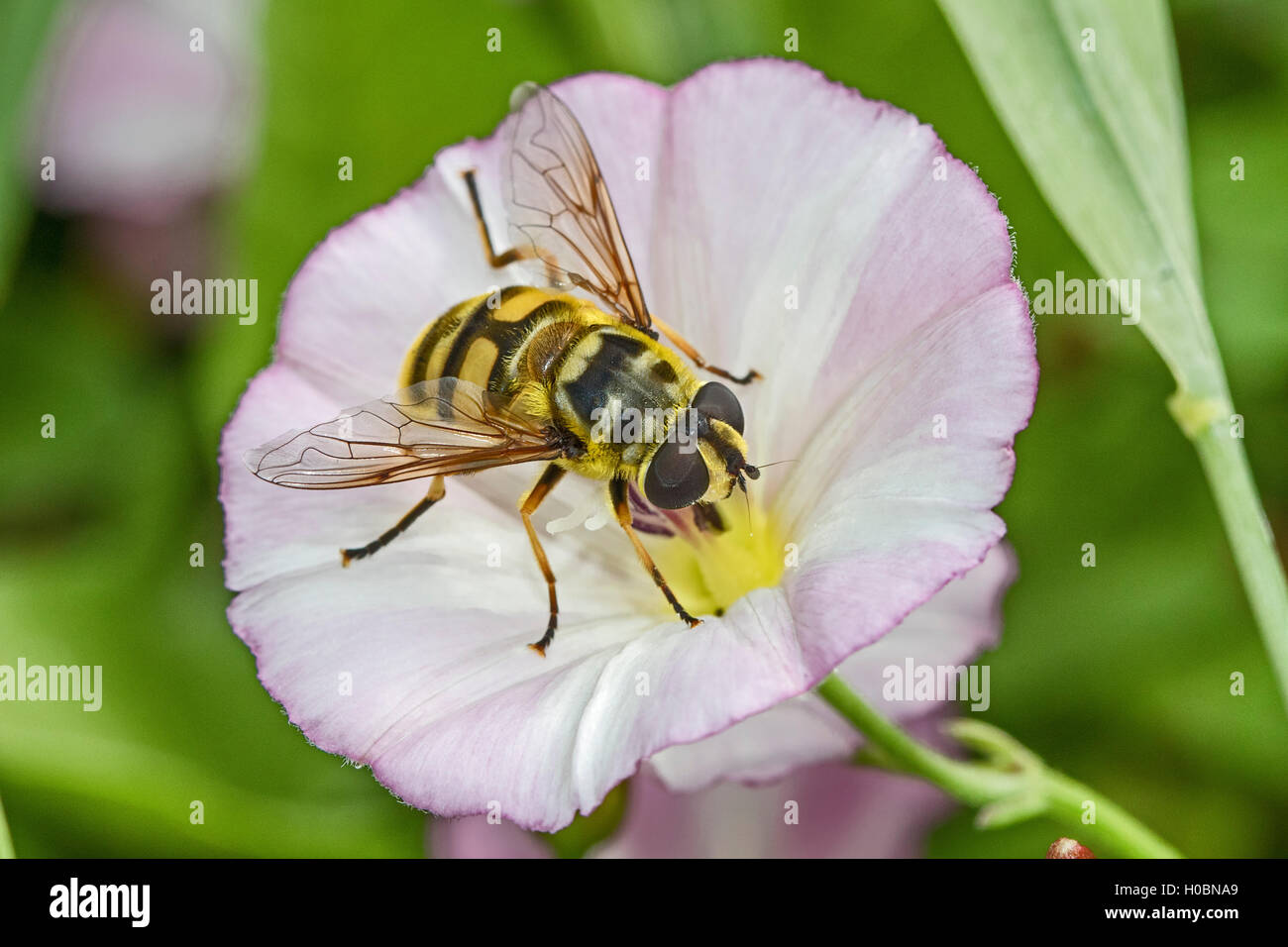 Hoverfly (Myathropa florea) feeding on field bindweed Stock Photo - Alamy
