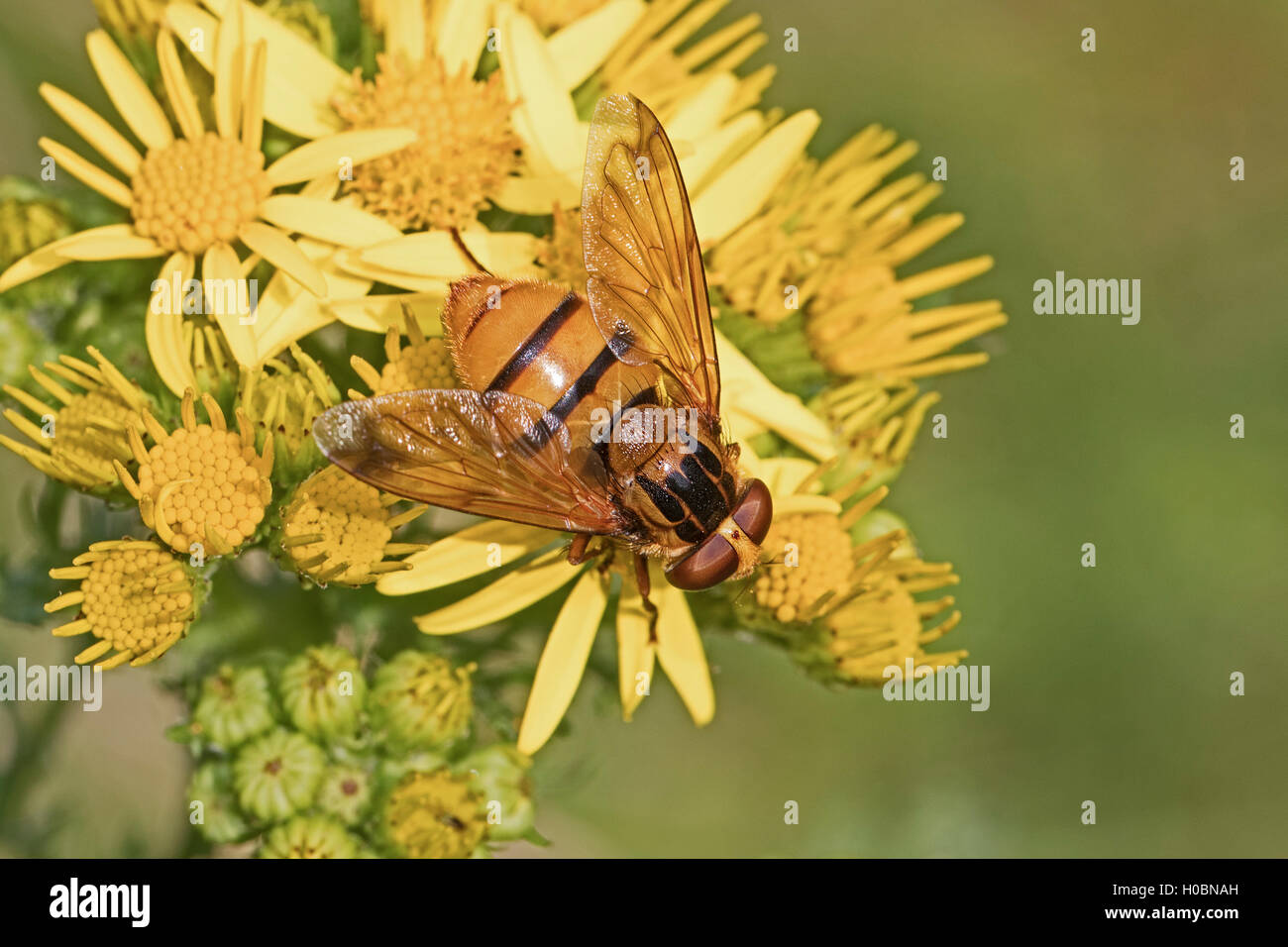 Female Hoverfly (Volucella inanis Stock Photo - Alamy