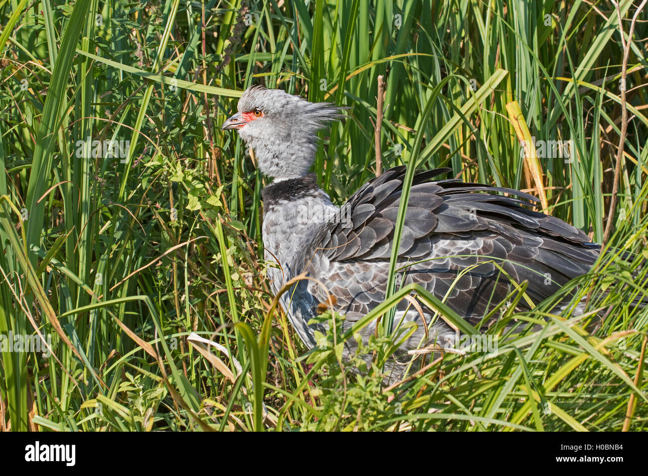 Southern or Crested Screamer Stock Photo - Alamy