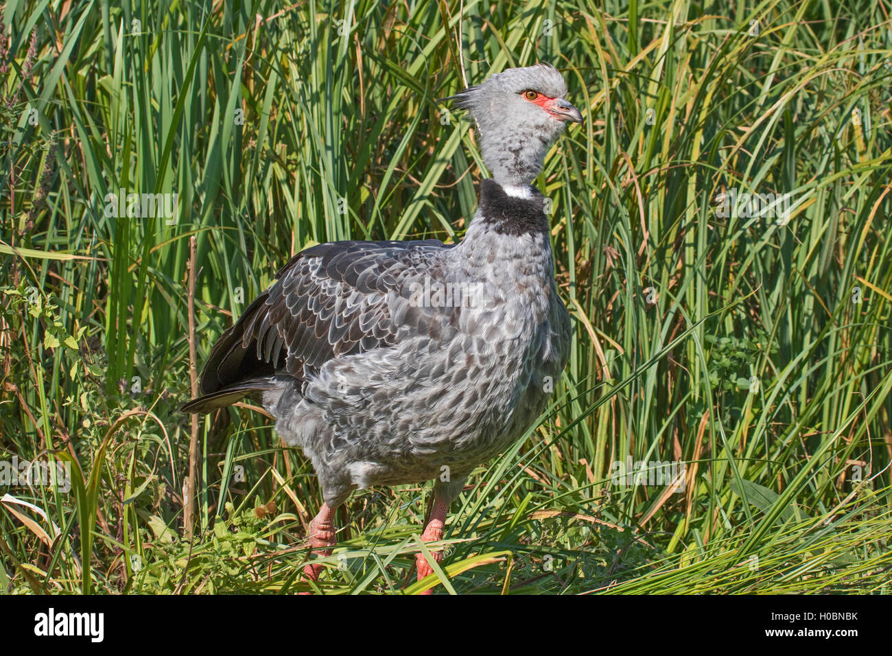 Southern or Crested Screamer Stock Photo - Alamy