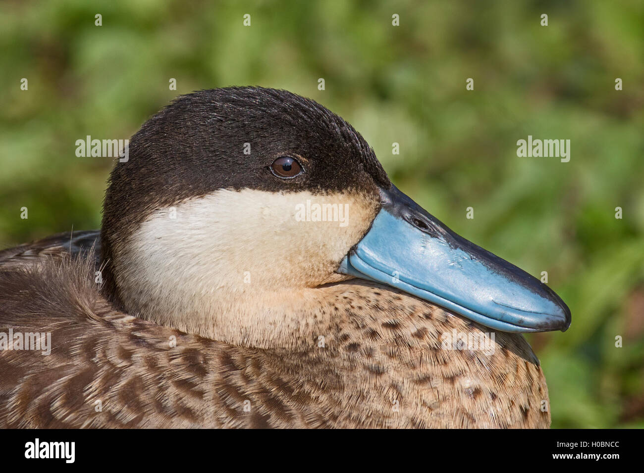 Puna Teal (Anas puna Stock Photo - Alamy