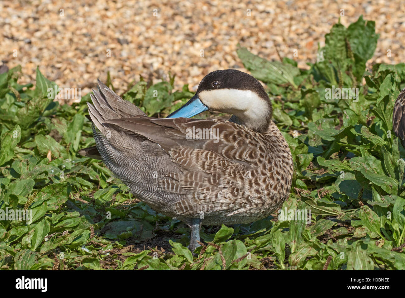 Puna teal anas puna hi-res stock photography and images - Alamy