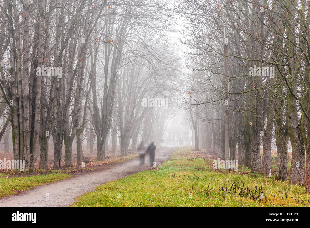 people walking by path among trees in foggy autumn park Stock Photo - Alamy