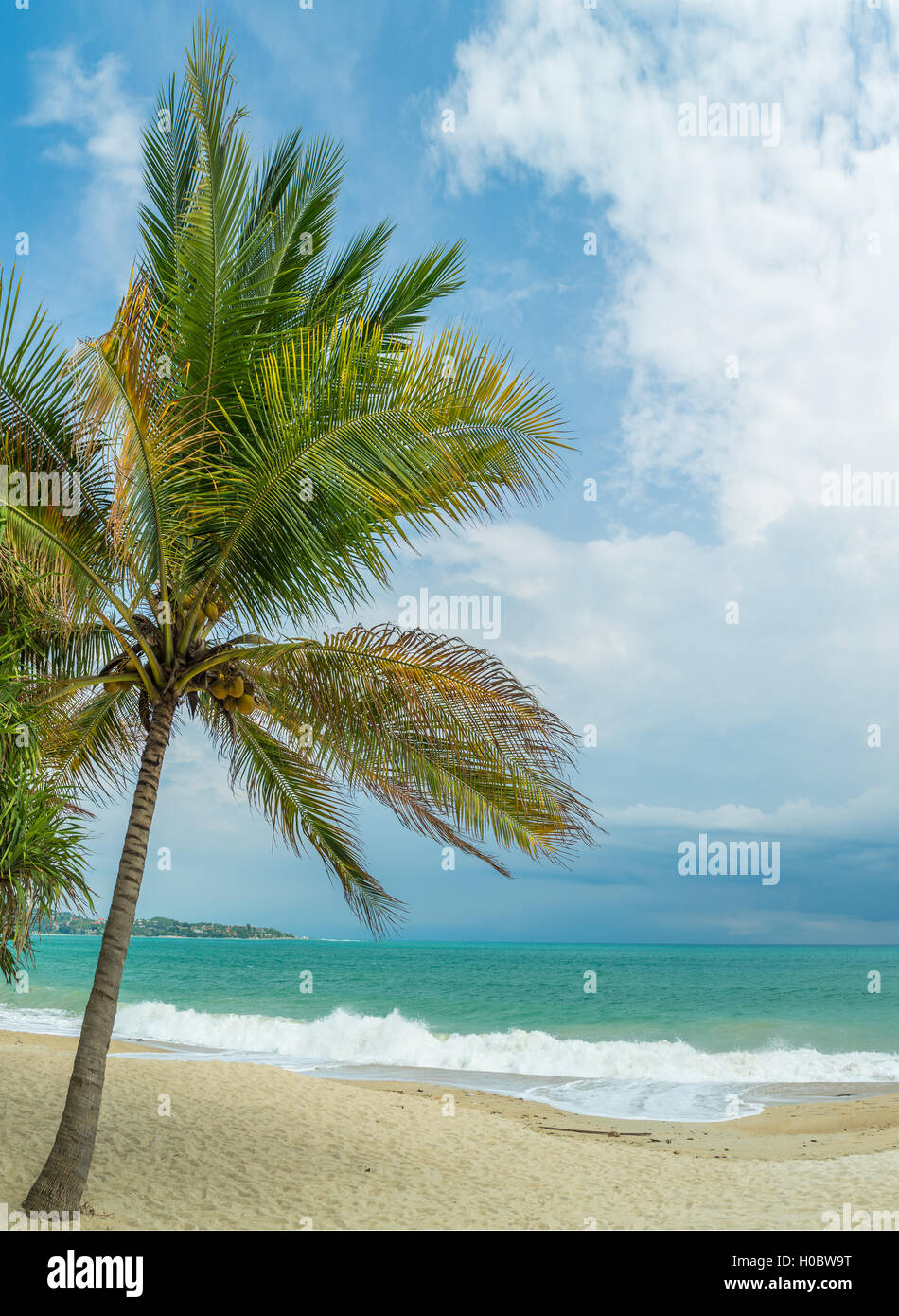 Coconut trees on the beach in Lamai Koh Samui island Thailand Stock ...