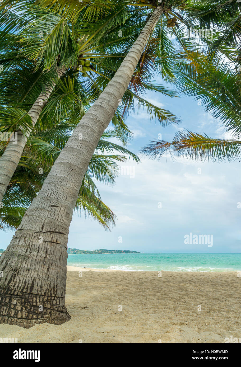 Coconut trees on the beach in Lamai Koh Samui island Thailand Stock ...