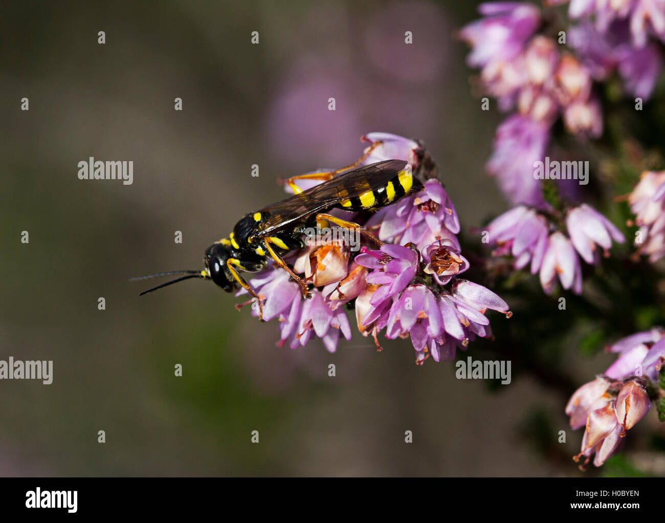 Field Digger Wasp (Mellinus arvensis) on Ling Heather (Calluna vulgaris ...