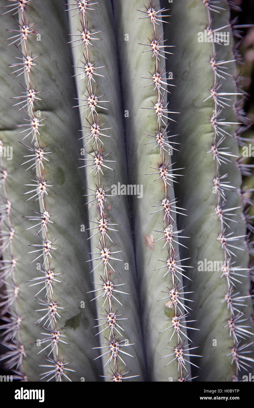 Pachycereus pringlei,biology, botanical, bud, cactus, china, circular ...